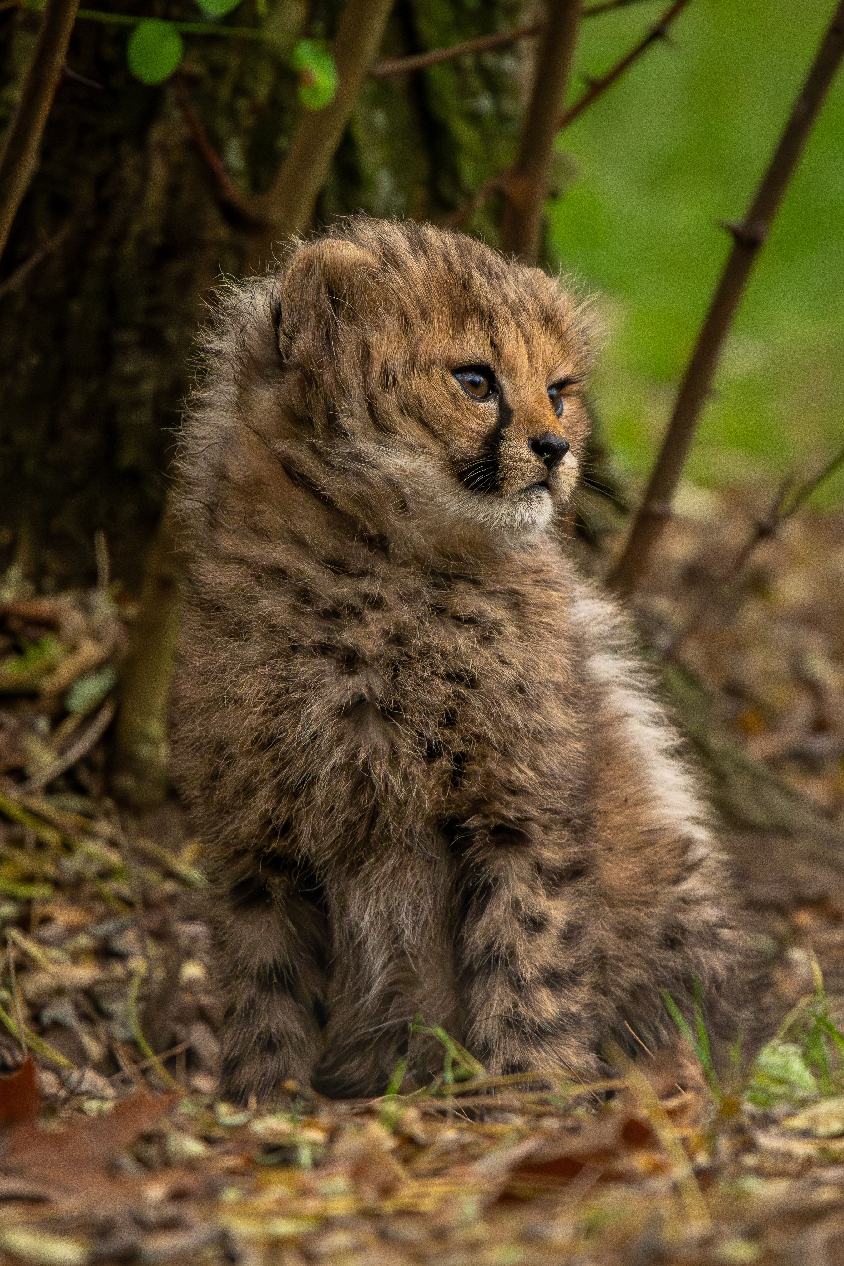 Adorável Bebê Chita Em Habitat Natural · Foto profissional gratuita