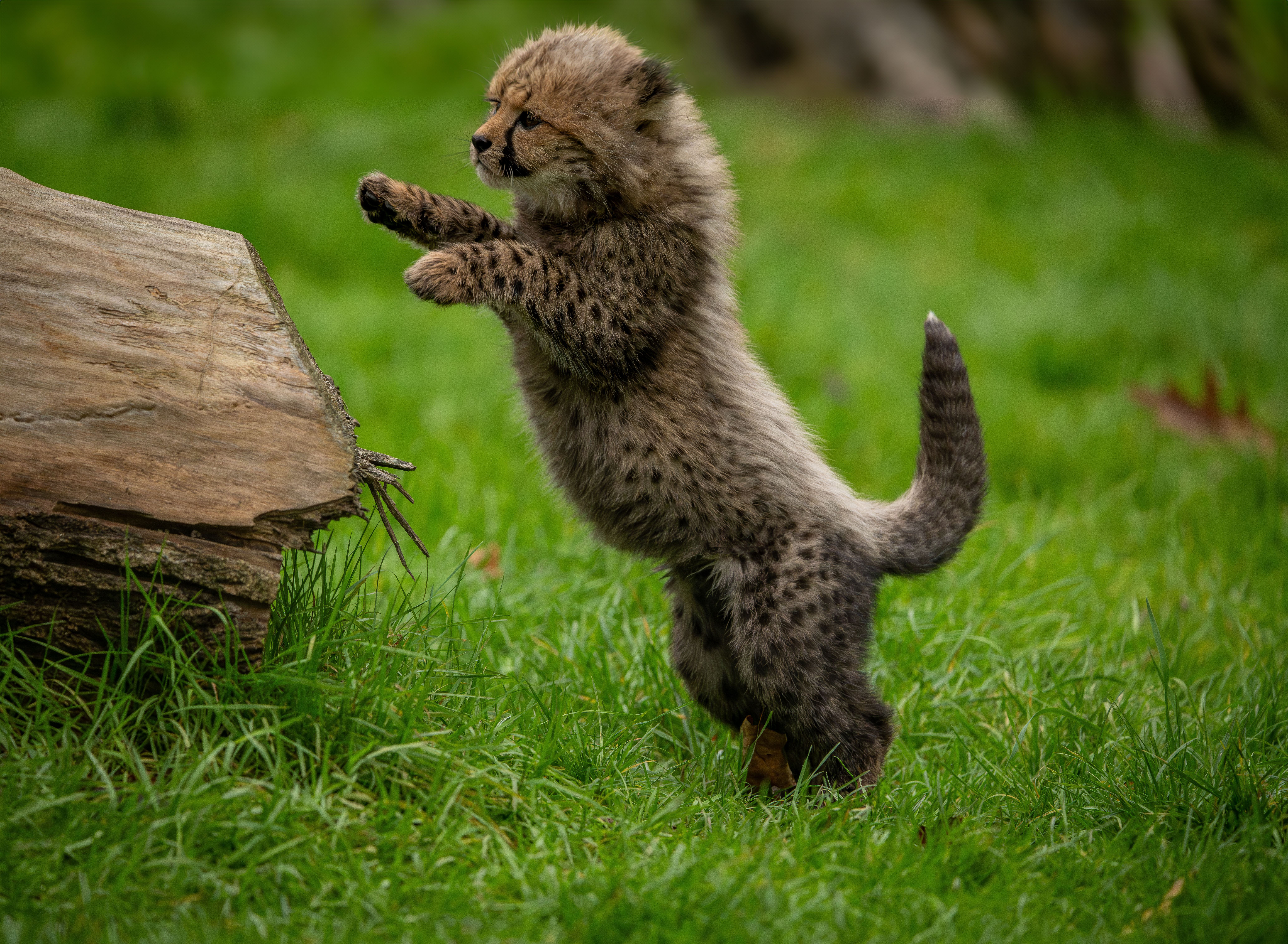 Adorable Baby Cheetah Playing on Grass · Free Stock Photo