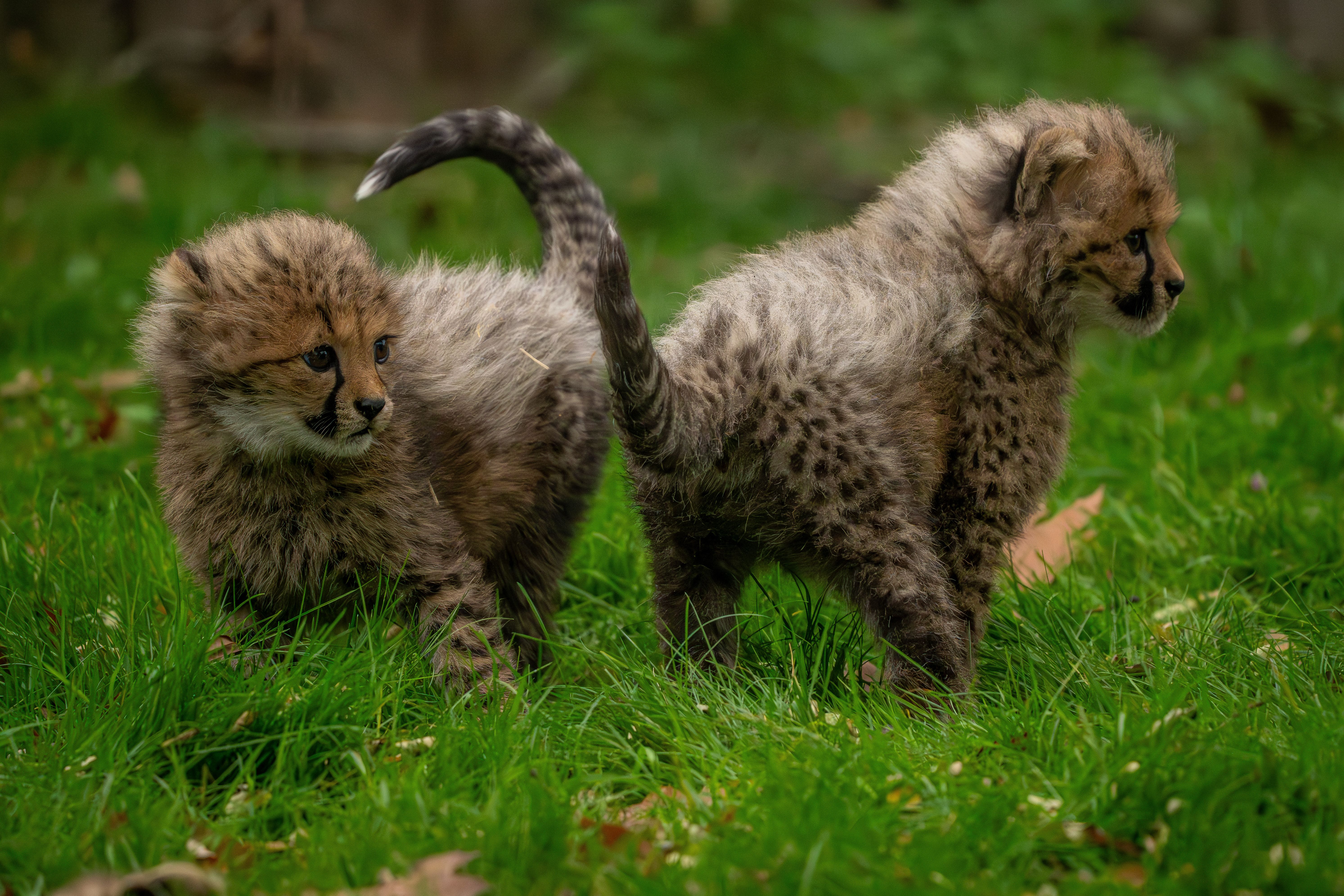 Cute Baby Cheetahs Playing in the Wild · Free Stock Photo