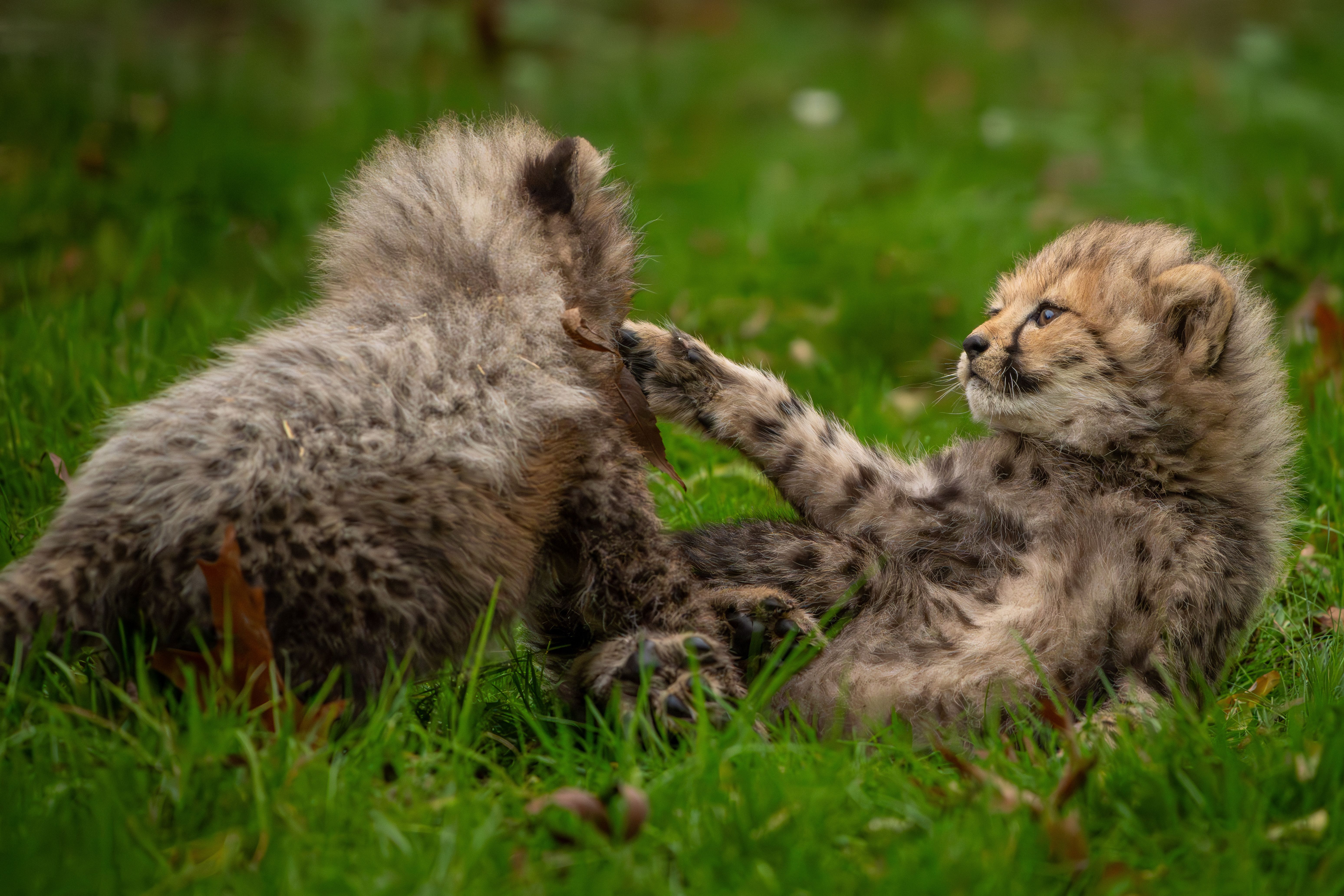 Playful Cheetah Cubs Frolic on Green Grass Outdoors · Free Stock Photo
