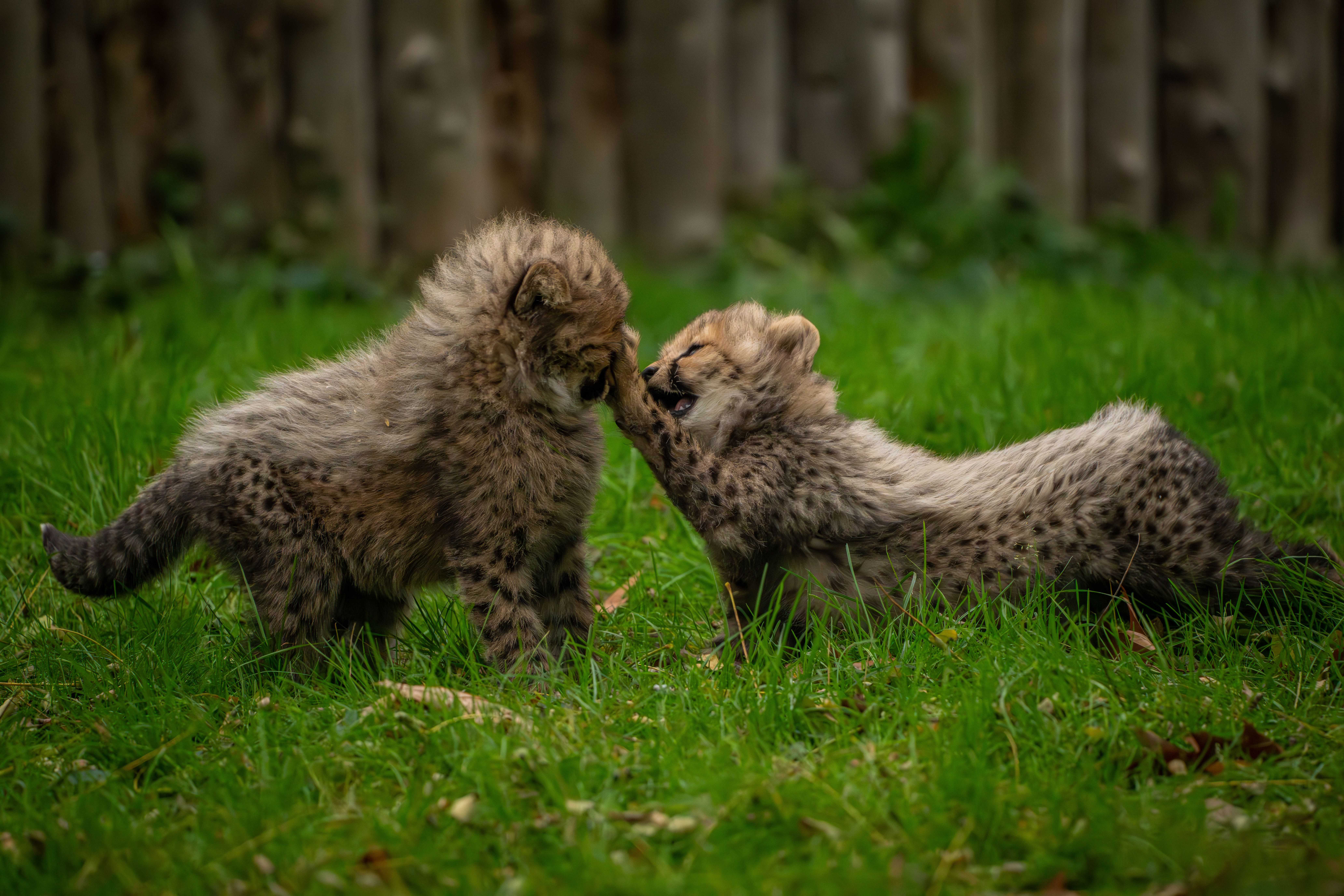 Playful Baby Cheetahs on the Savannah · Free Stock Photo