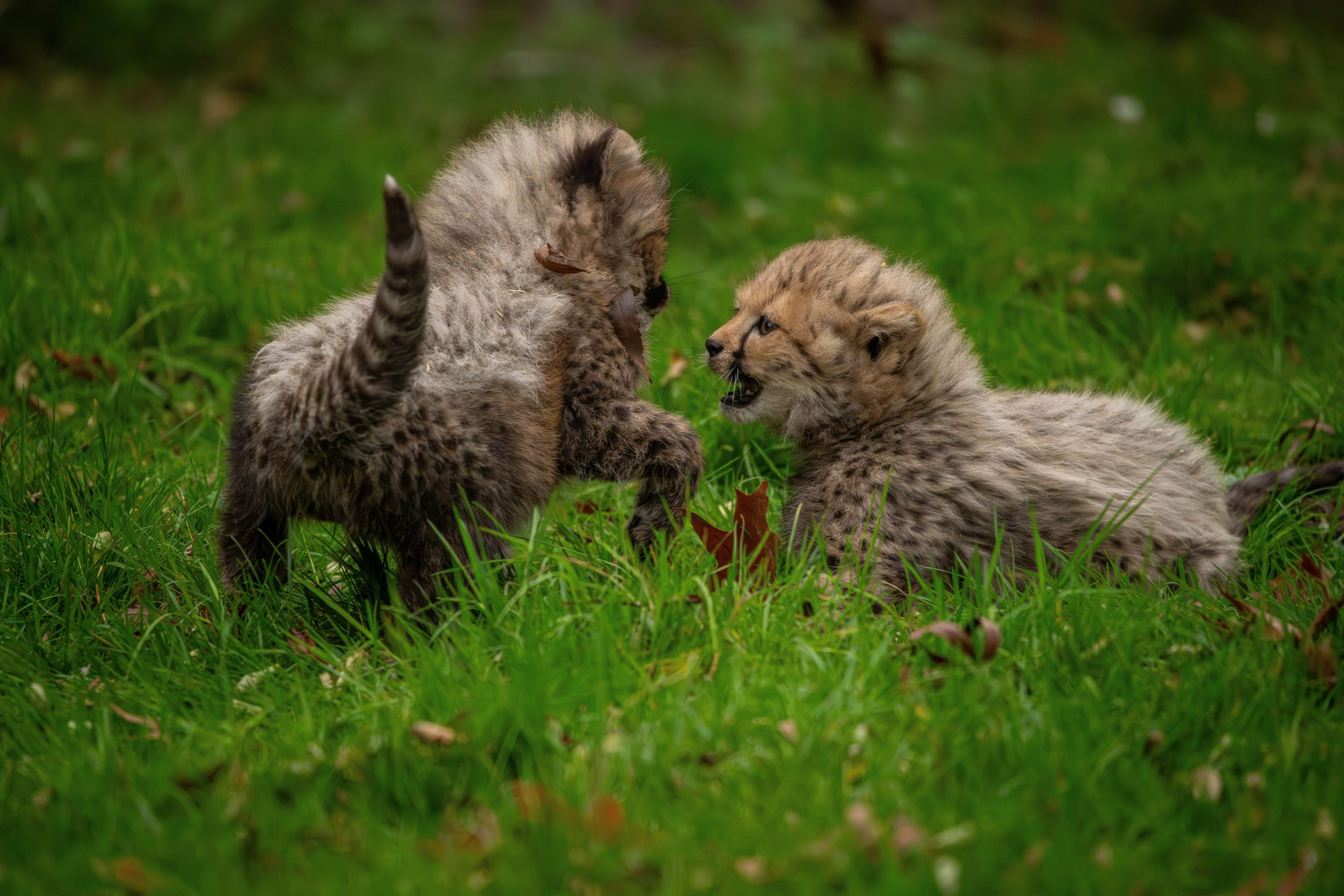 Adorable Baby Cheetahs Playing in the Grass · Free Stock Photo