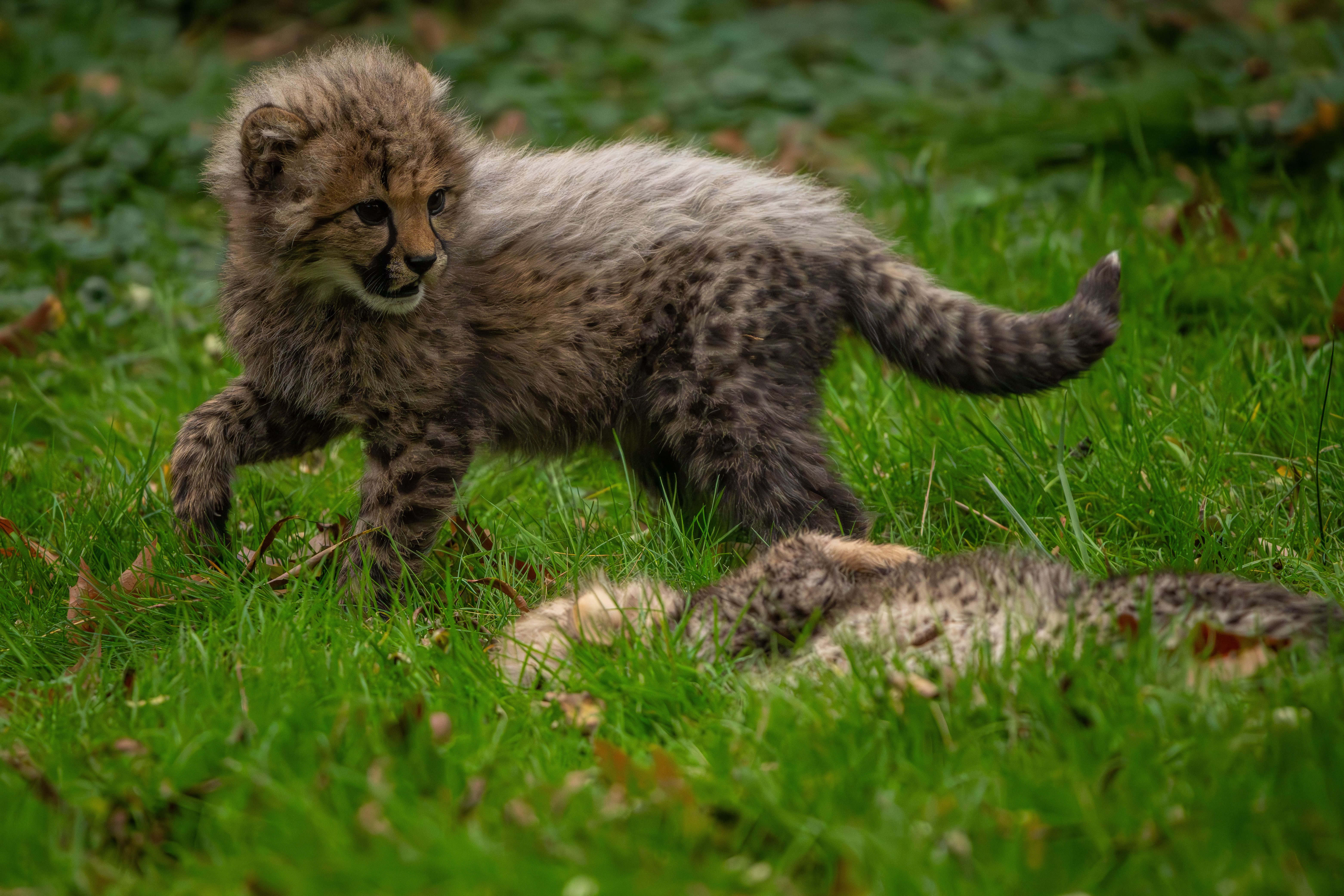 Adorable Baby Cheetahs Playing in Grassland · Free Stock Photo