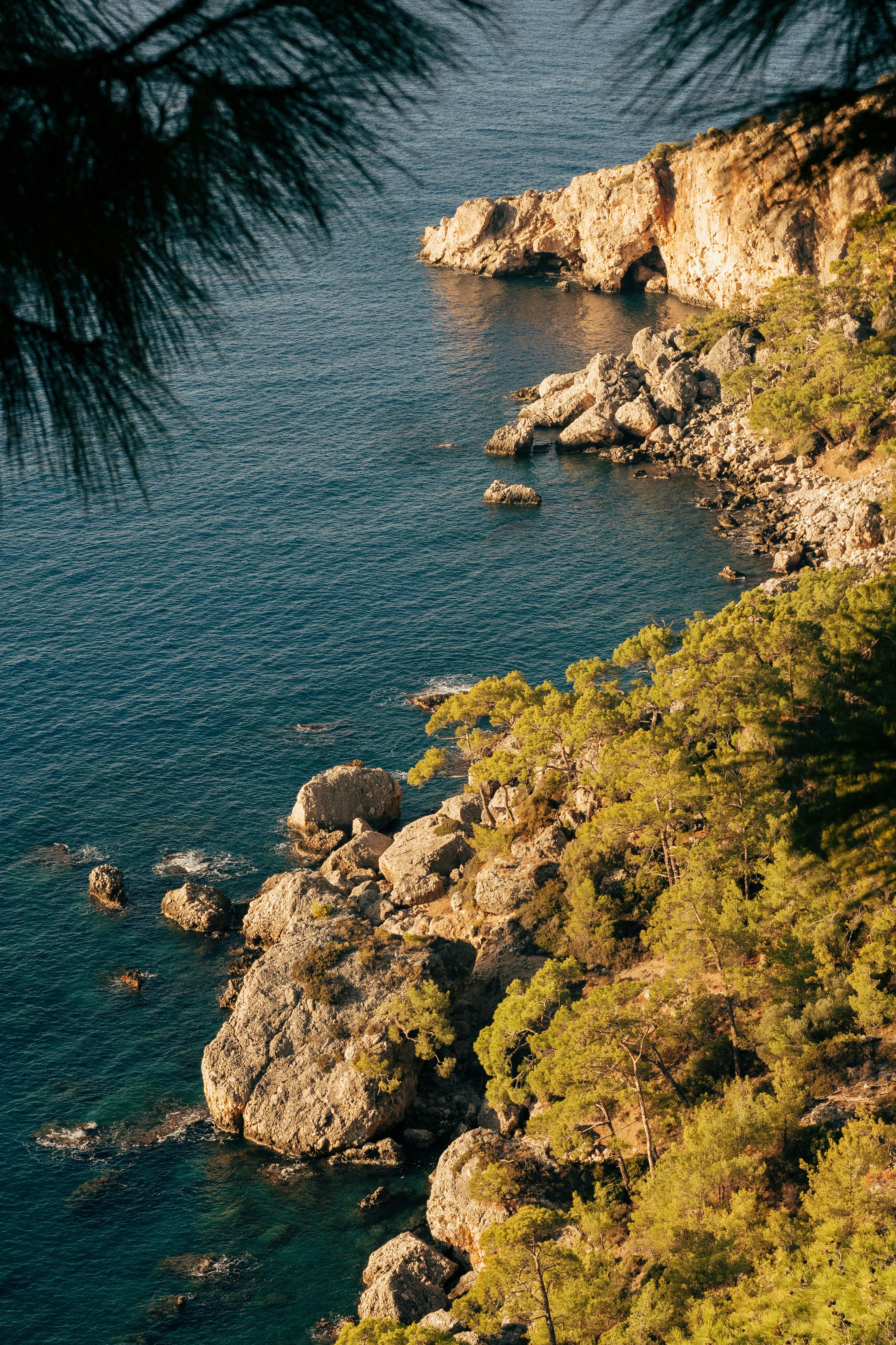 Scenic Coastal Cliffside with Pine Trees and Rocks · Free Stock Photo