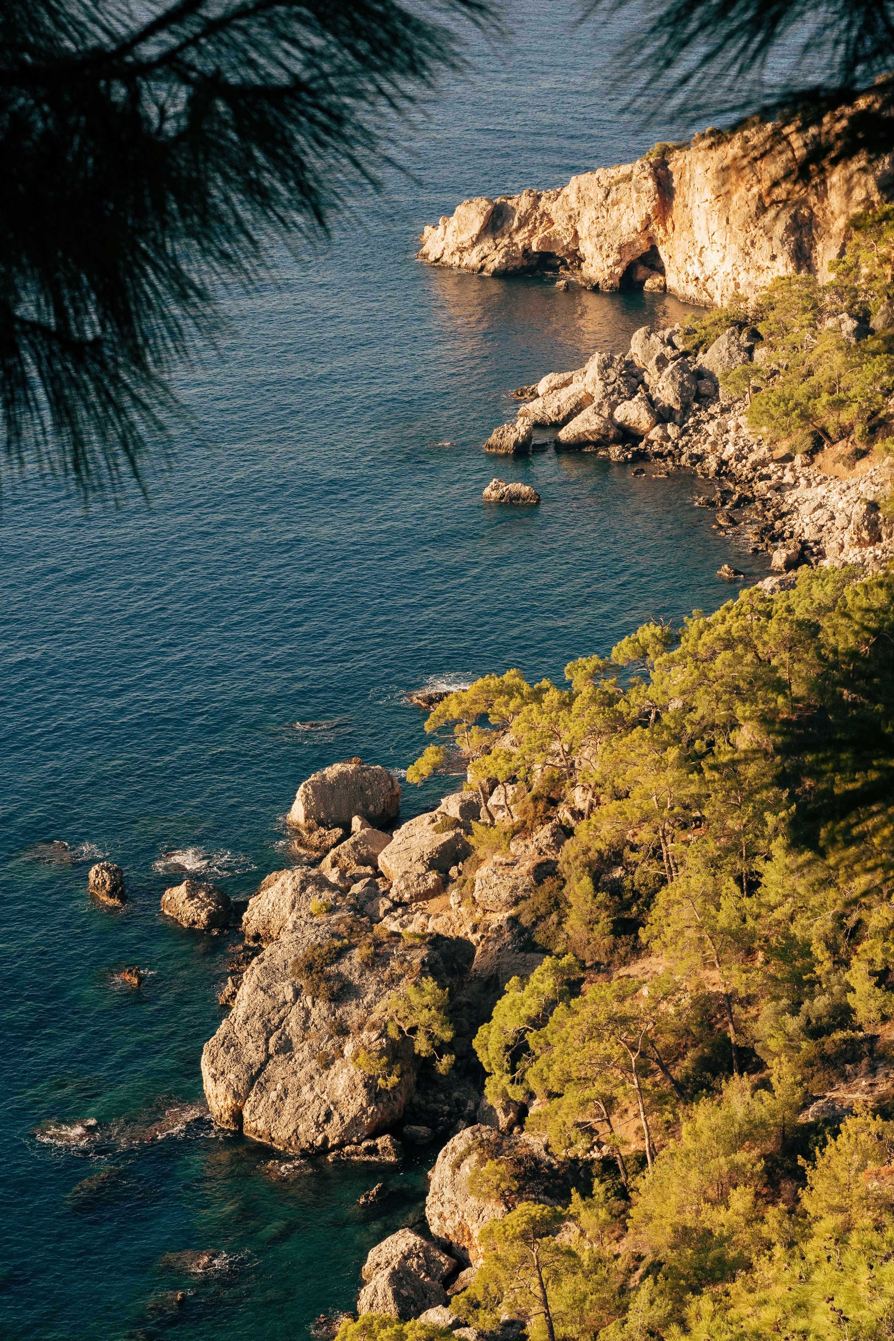 Scenic Coastal Cliffside with Pine Trees and Rocks · Free Stock Photo