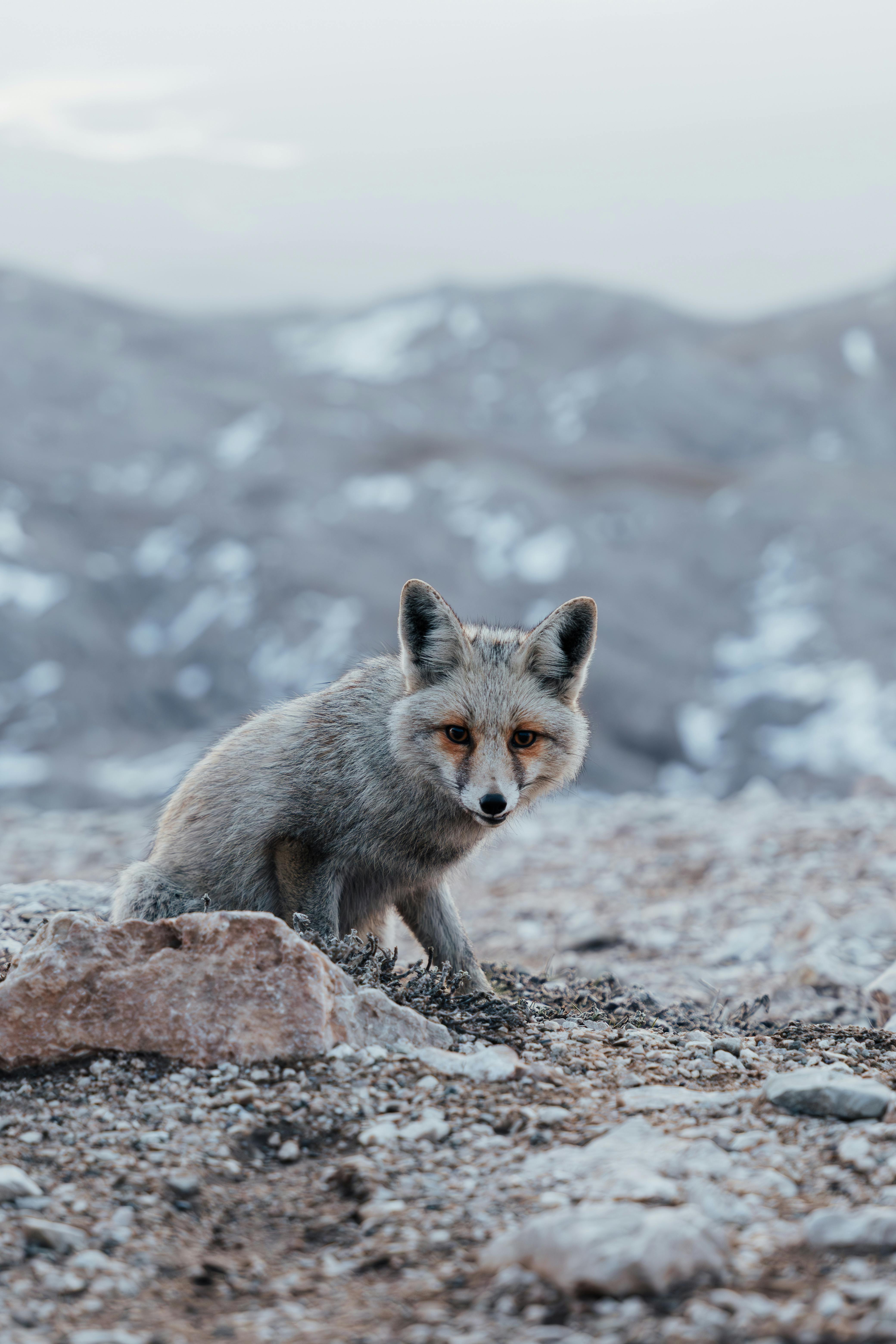 Foto de stock gratuita sobre aislado, al aire libre, alerta, animal ...