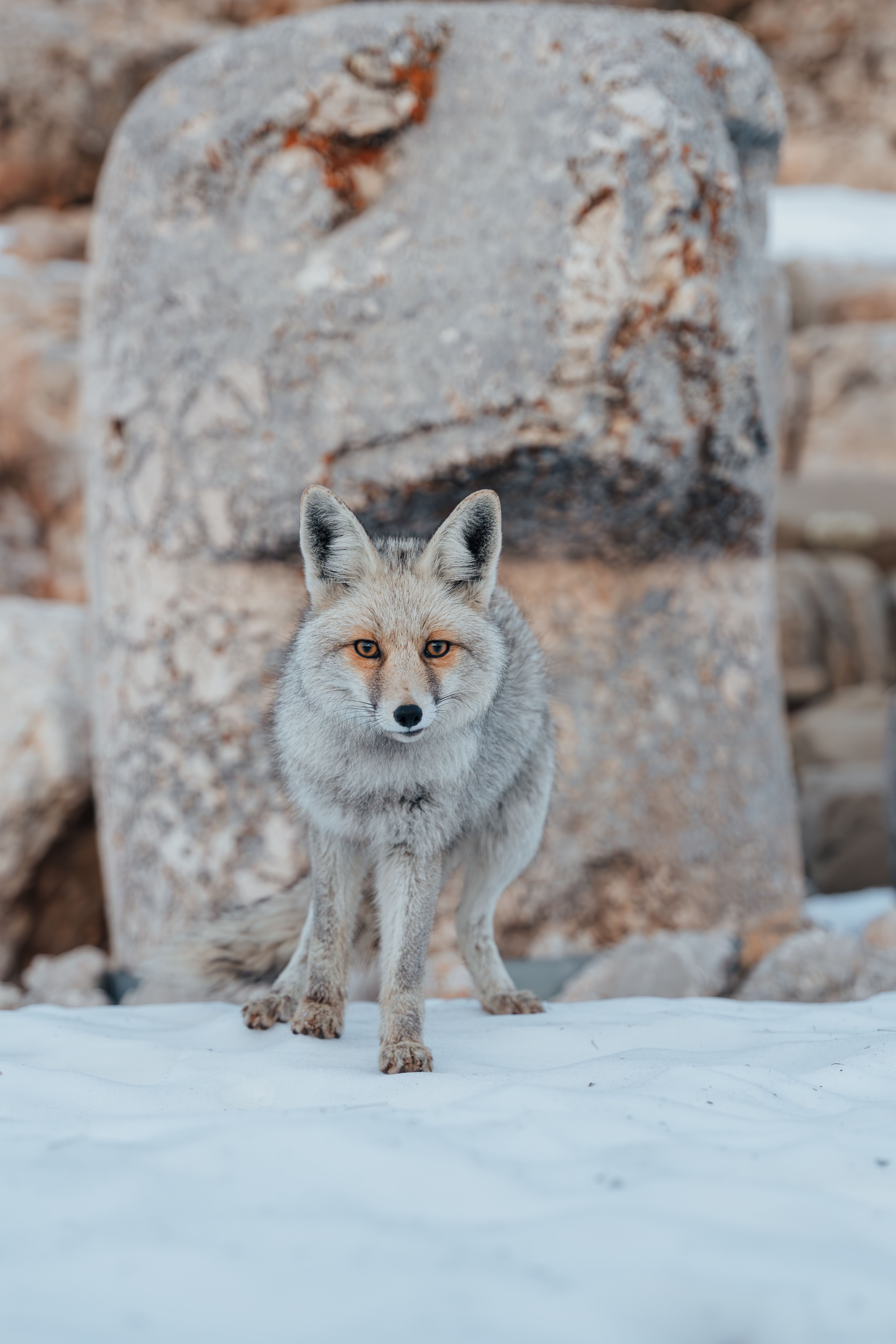 Captivating Silver Fox in Snowy Landscape · Free Stock Photo