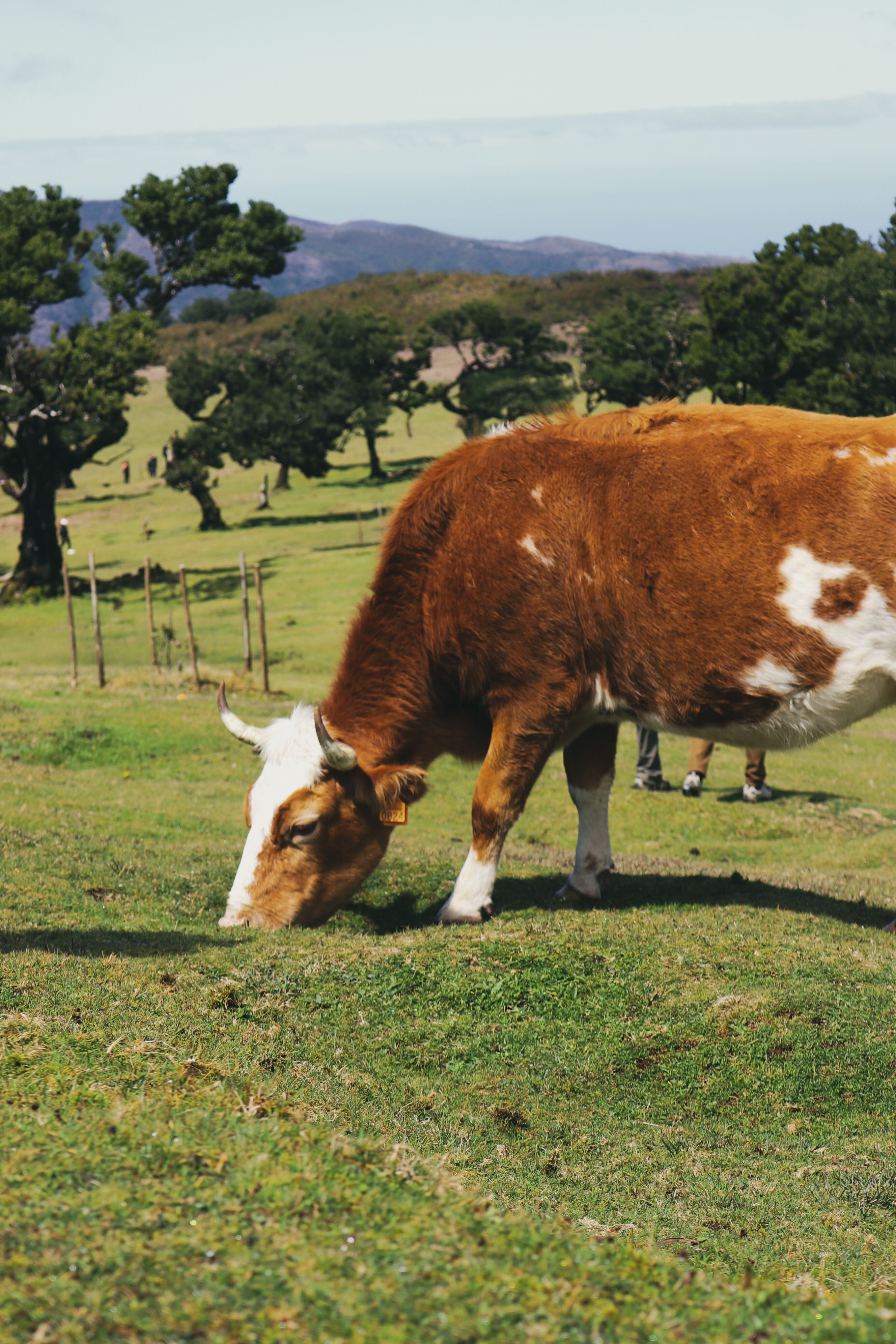 Cow Grazing in Fanal Forest, Madeira · Free Stock Photo