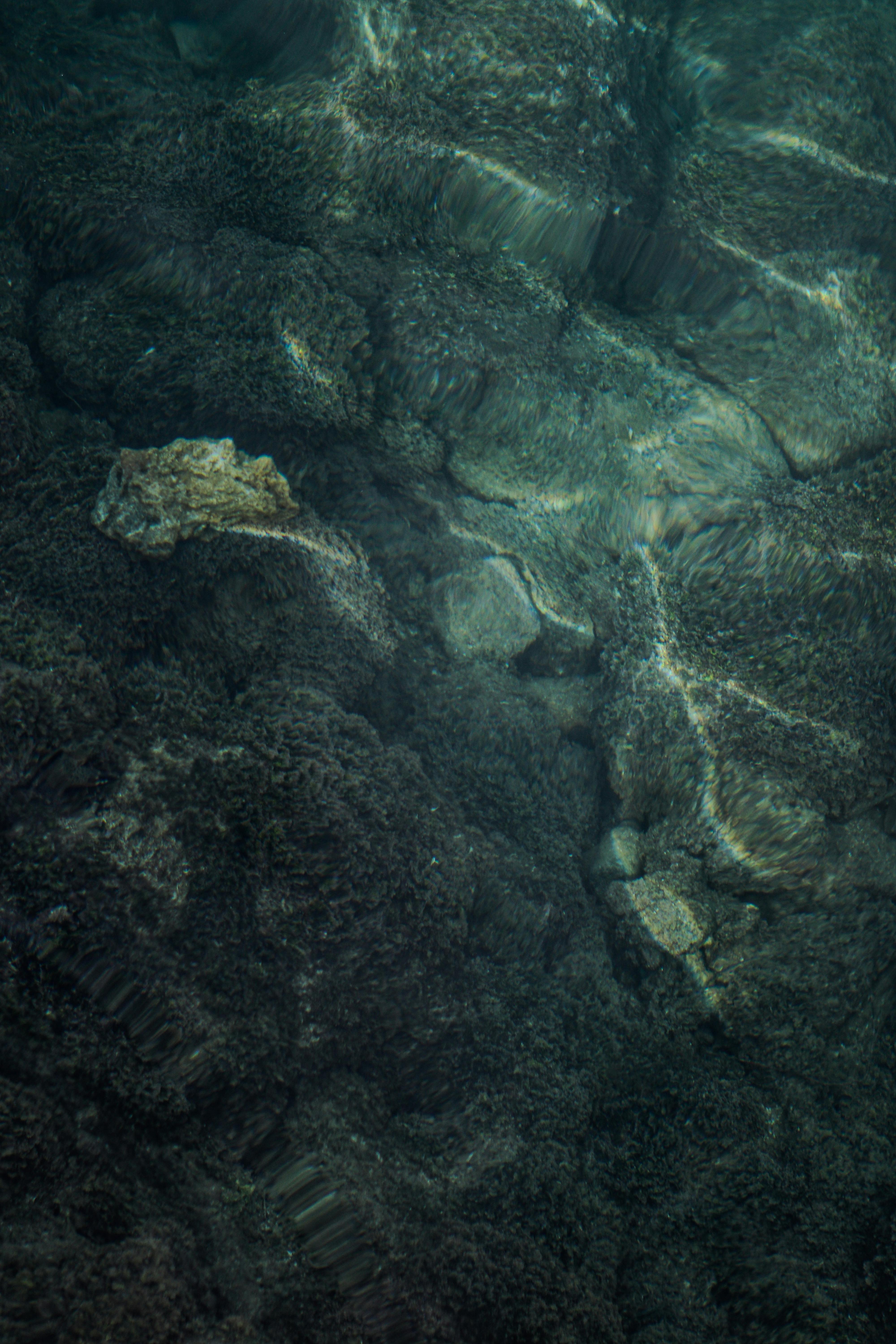 Underwater Coral Reef Texture in Focus · Free Stock Photo