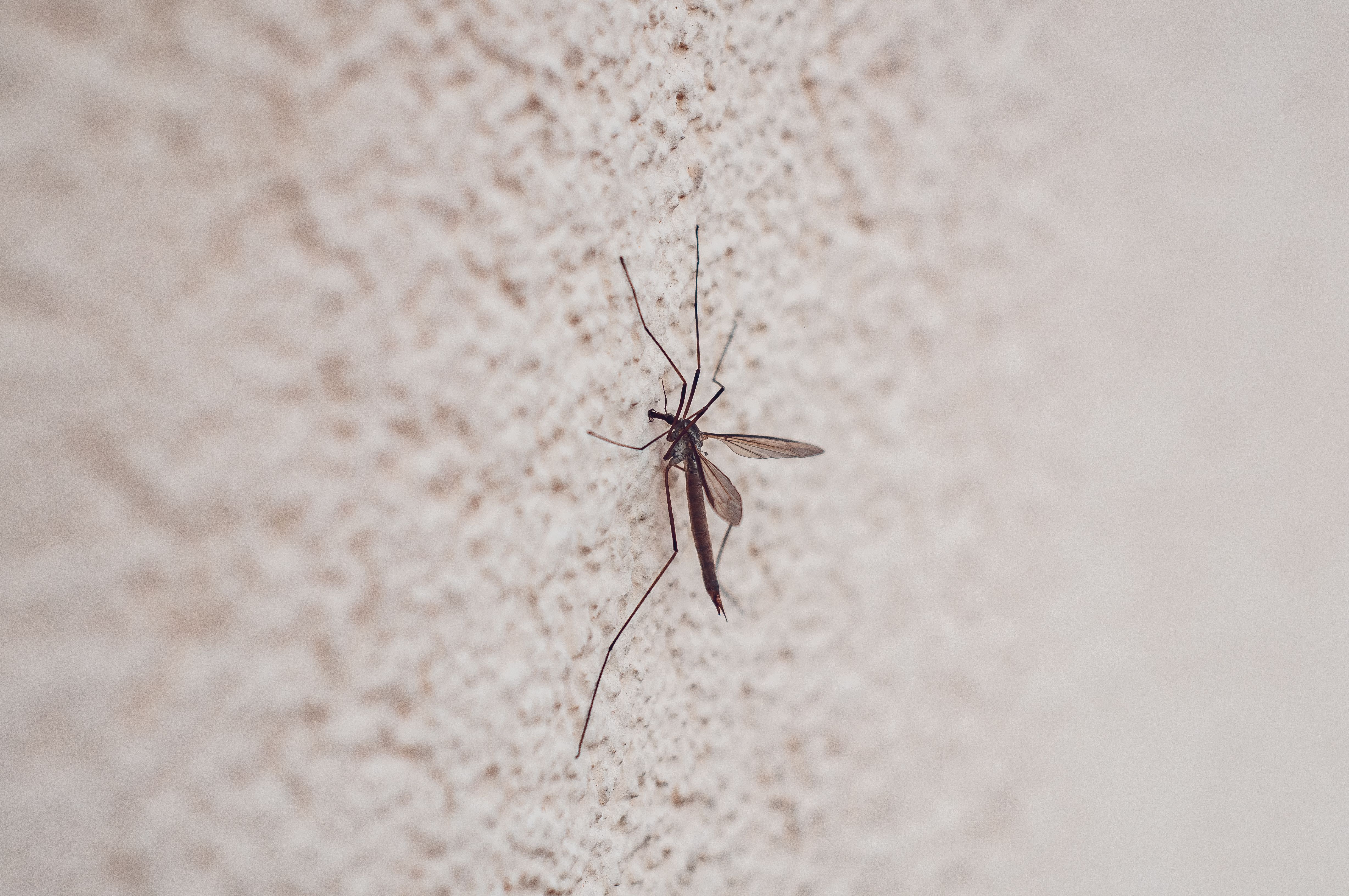 Close-up of Mosquito on Textured Wall Surface · Free Stock Photo