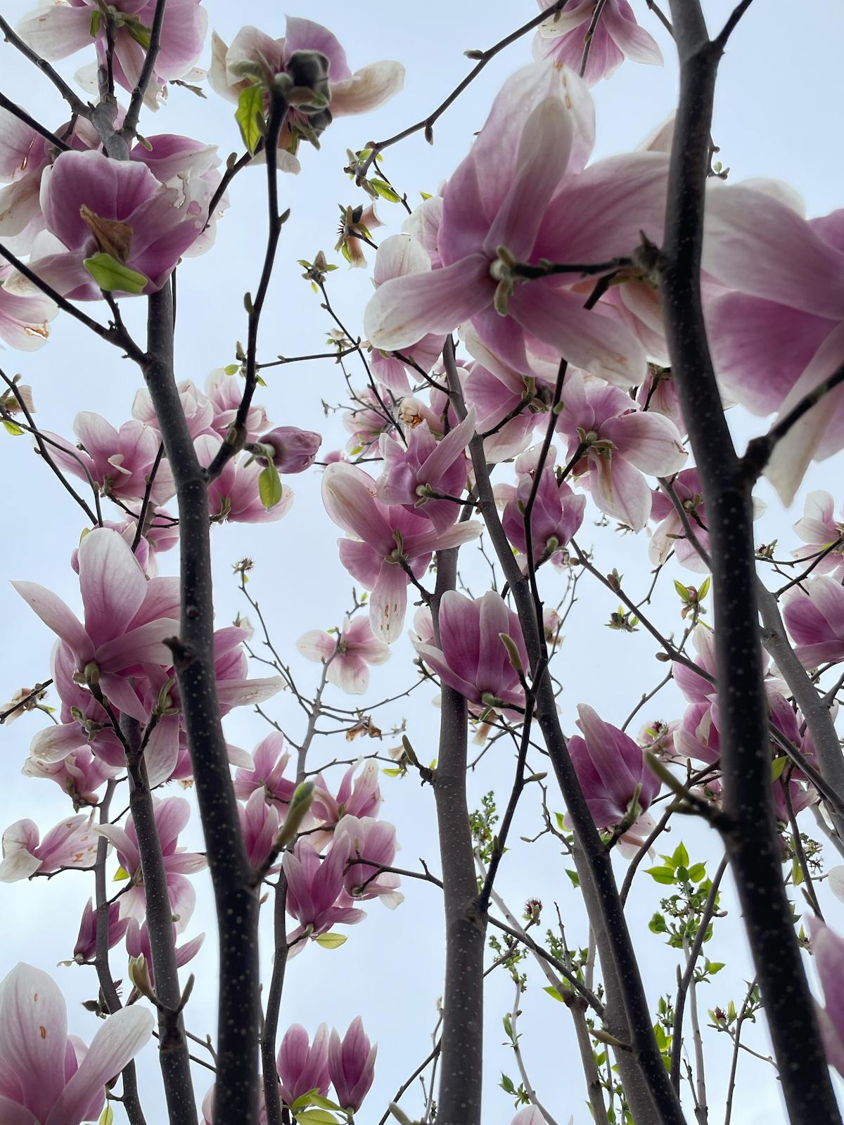 Cewek+Cantik+Mulus+Pink Photos, Download The BEST Free Cewek+Cantik+Mulus+Pink Stock Photos & HD ...