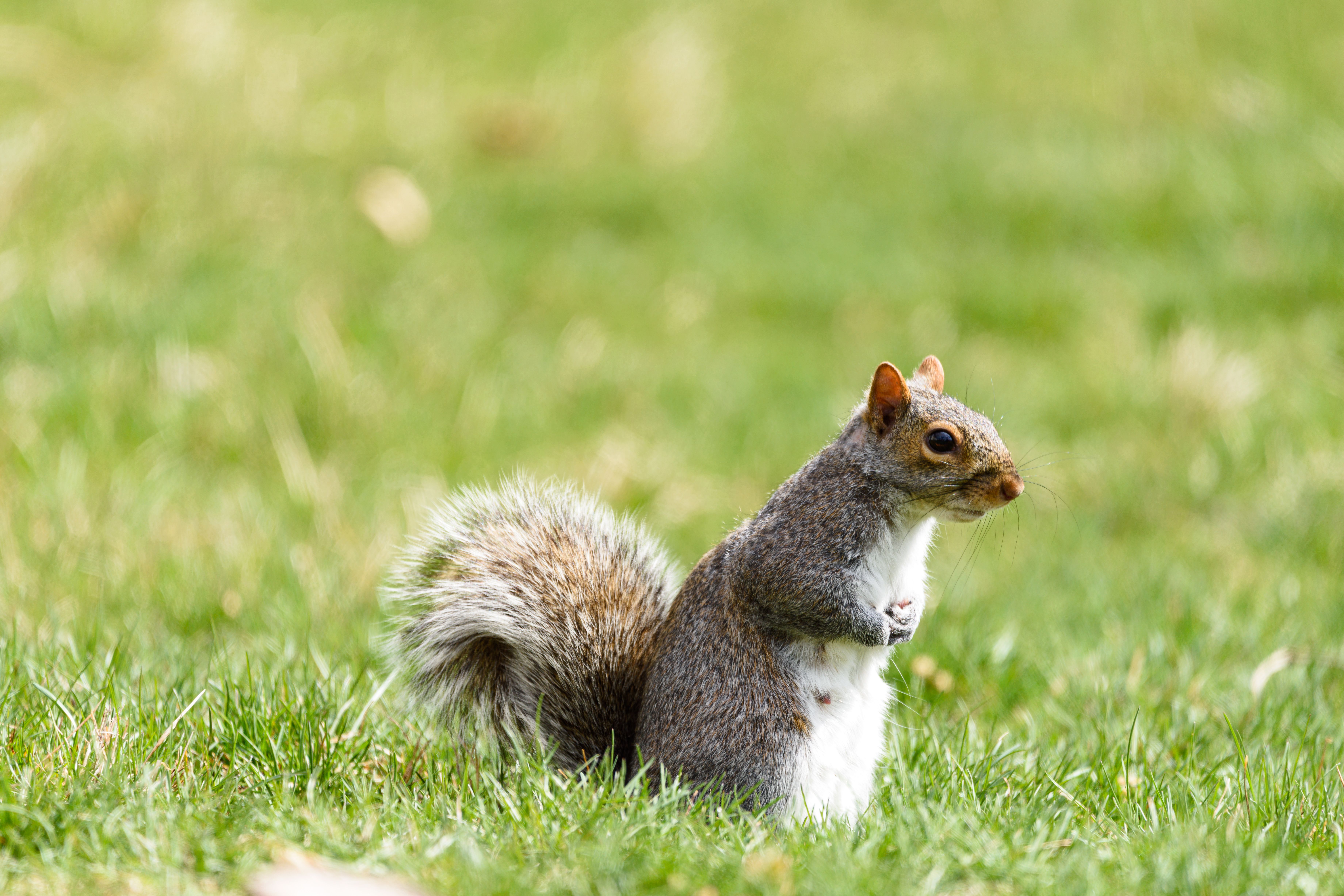 Cute Animalwallpaper Photos, Download The BEST Free Cute ...