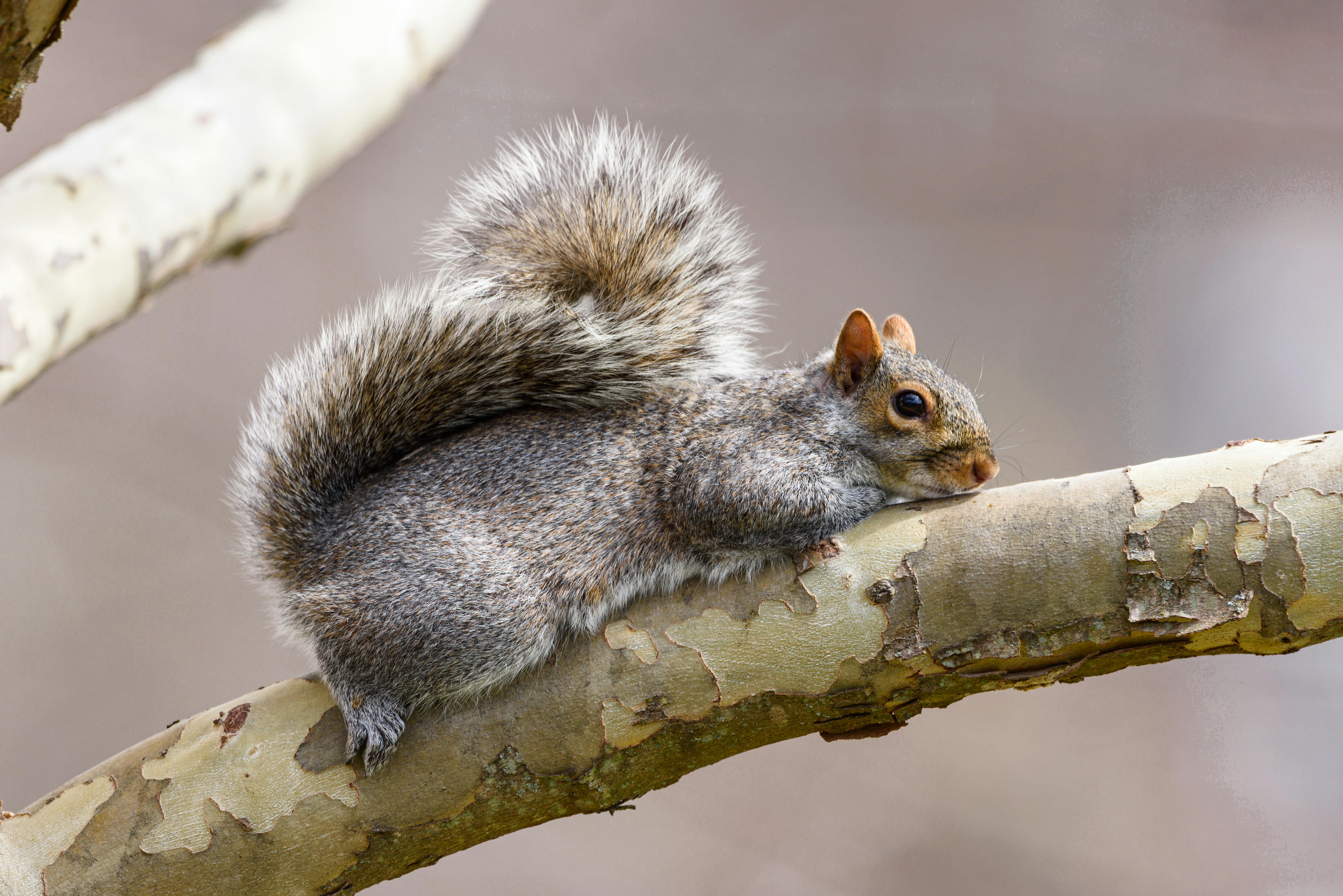 Eastern Gray Squirrel Resting on Tree Branch · Free Stock Photo