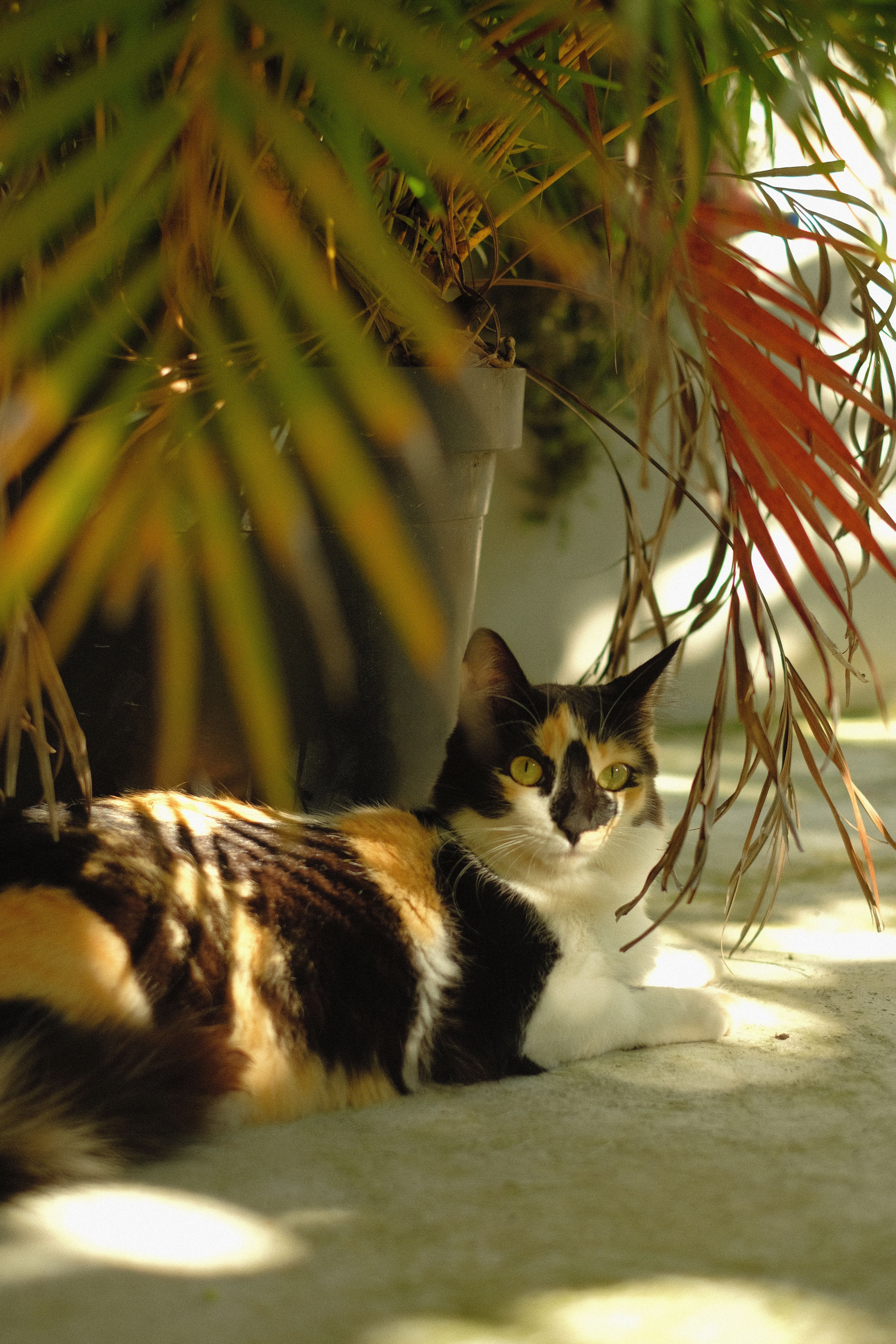 Calico Cat Relaxing Under Tropical Foliage · Free Stock Photo