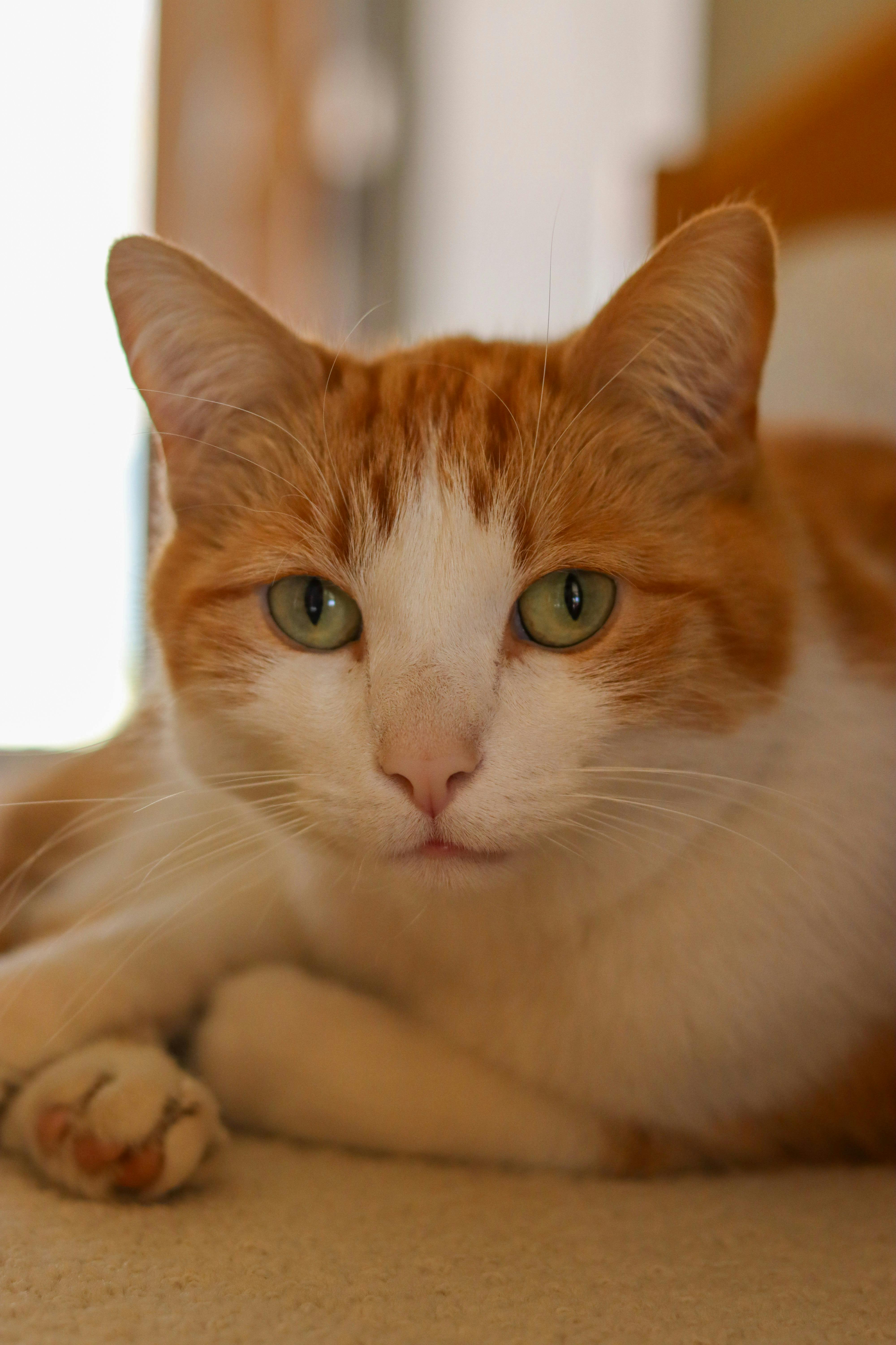 Orange Tabby Cat Laying on Brown Sofa · Free Stock Photo
