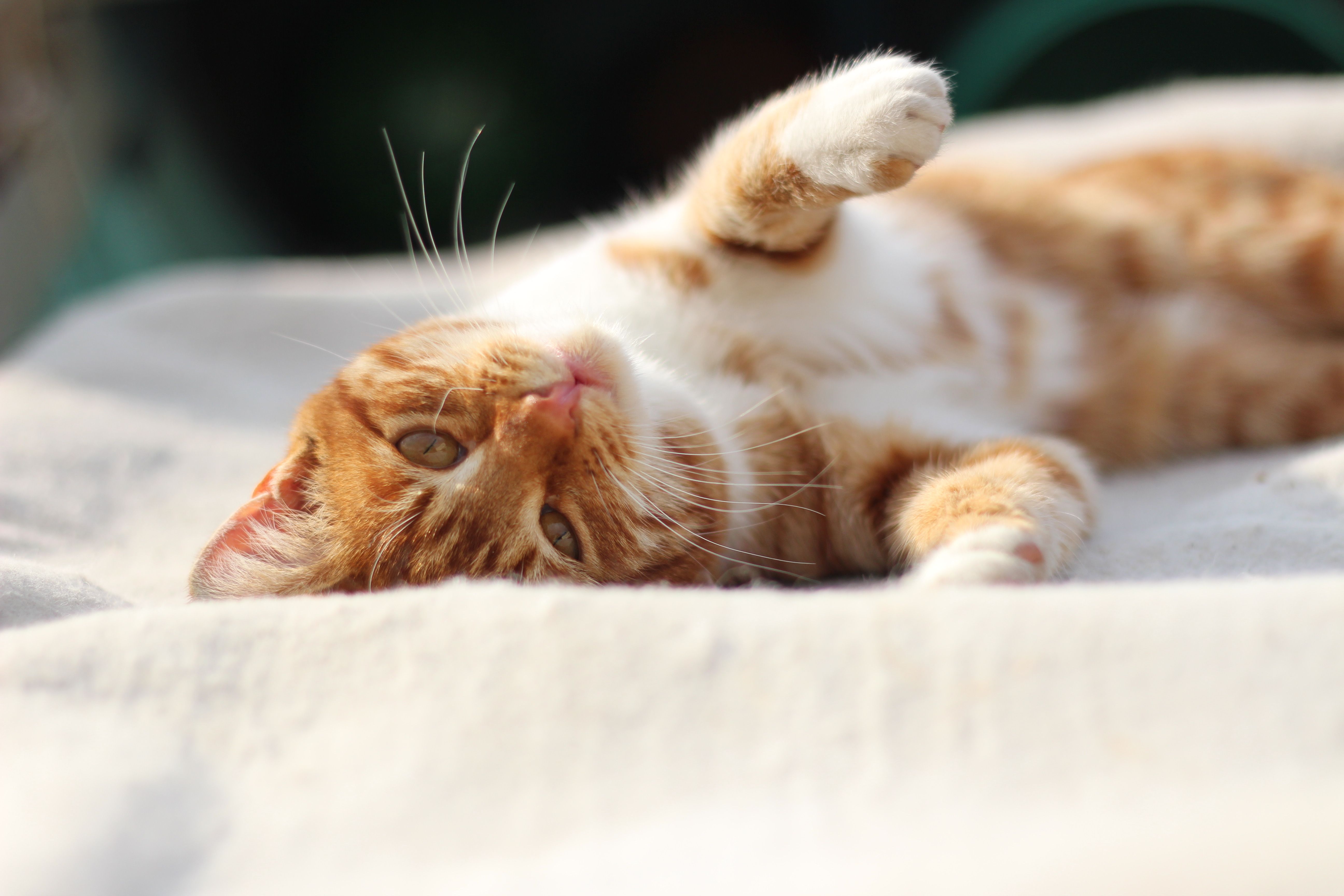 Playful Ginger Cat Relaxing in the Sun · Free Stock Photo