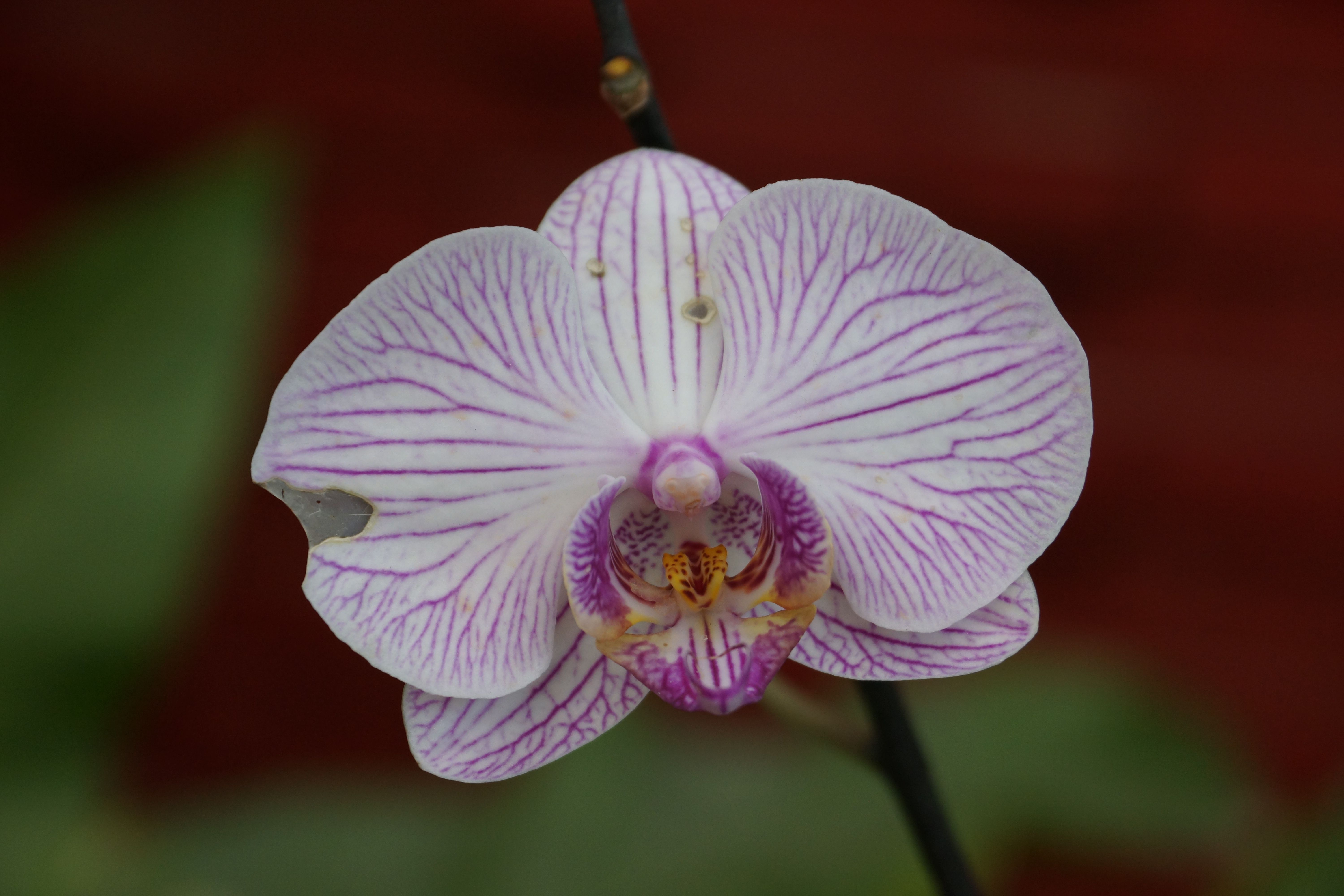Purple Striped Orchid Photos, Download The BEST Free Purple Striped ...