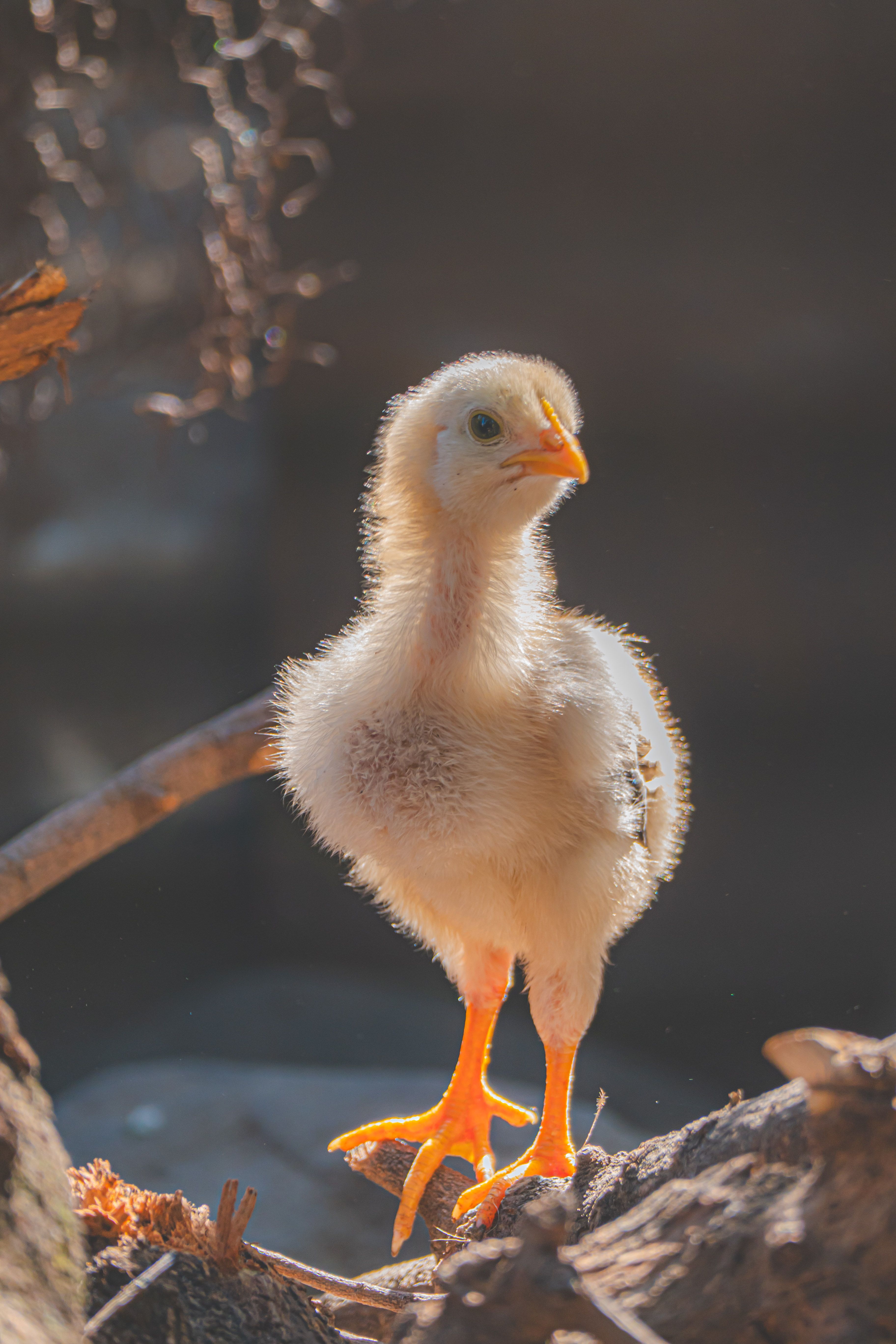 Adorable Baby Chick Outdoors in Sunlight · Free Stock Photo