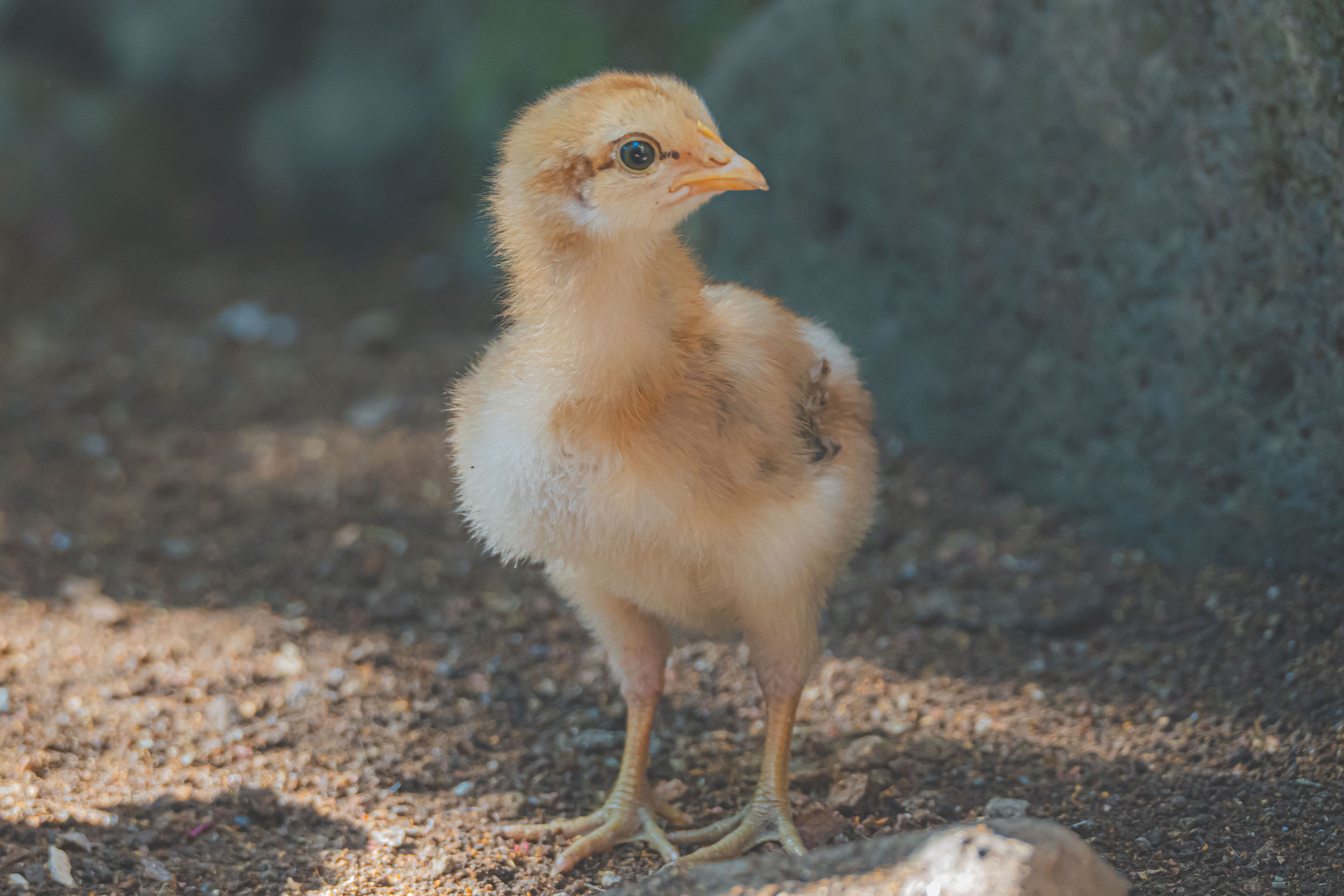 Close-up of a Fluffy Yellow Chick Outdoors · Free Stock Photo