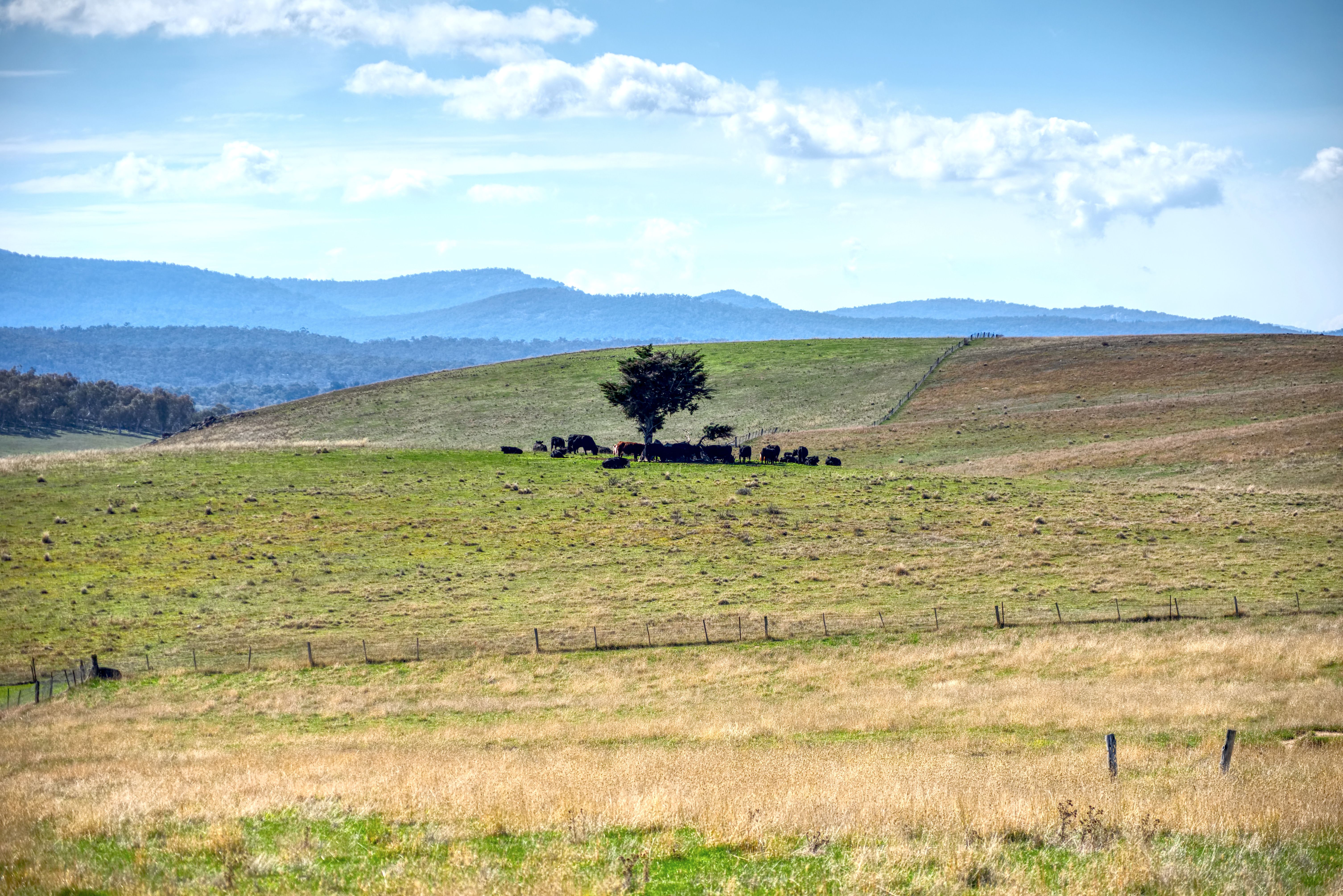 Serene Pastoral Landscape with Lone Tree and Cattle · Free Stock Photo