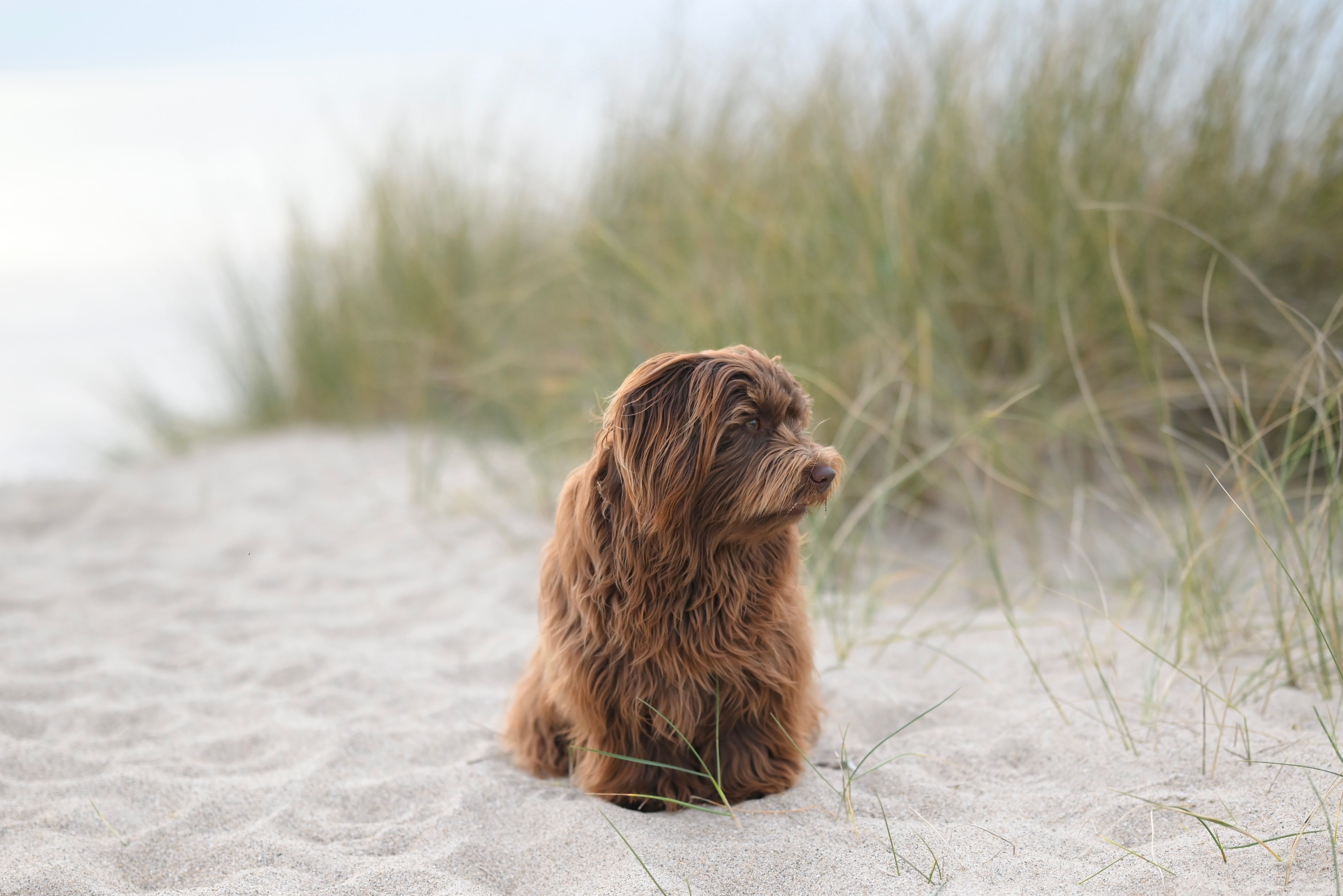 Brown Dog Relaxing on Sandy Beach · Free Stock Photo