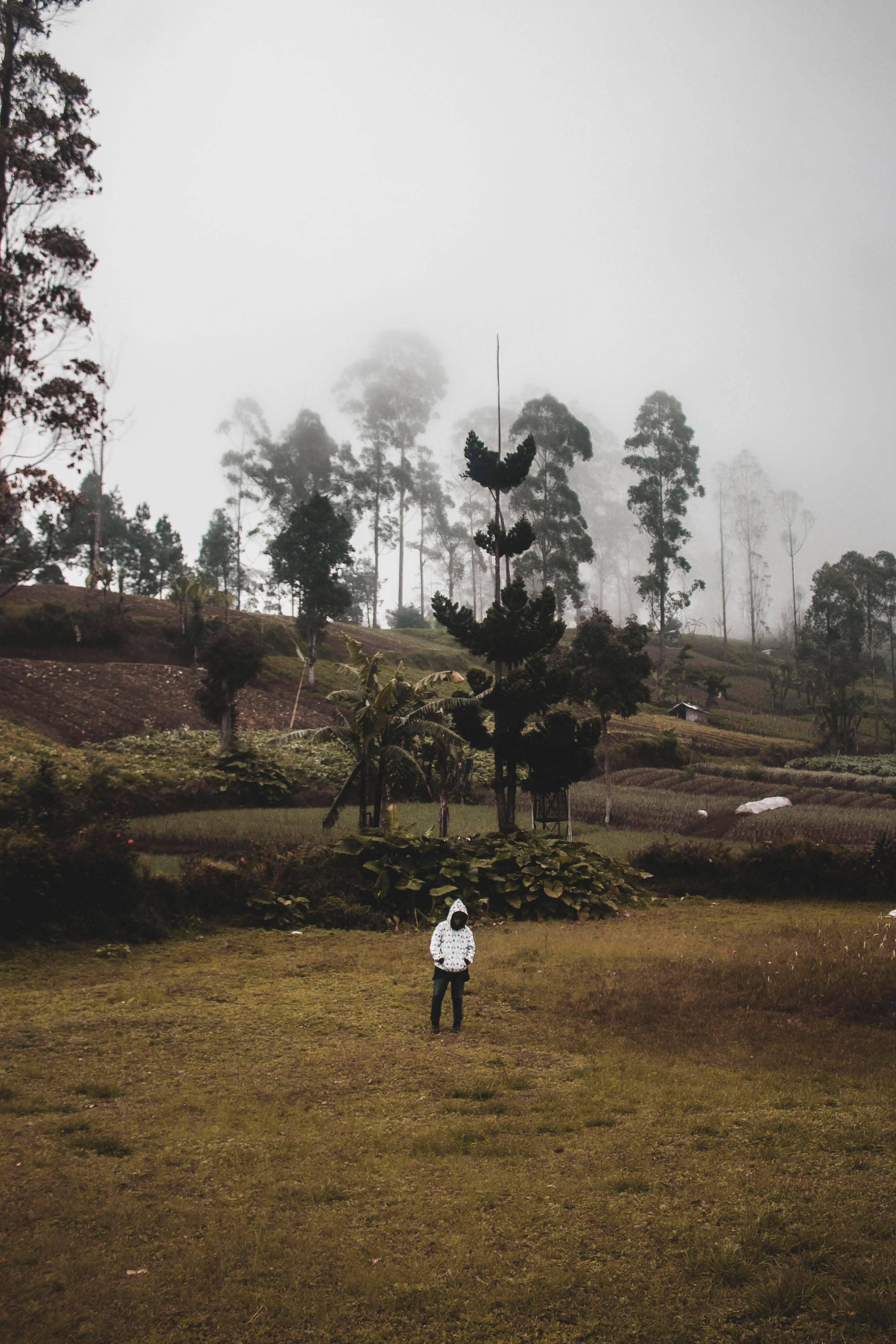 Oversized Trees Photos, Download The BEST Free Oversized Trees Stock ...