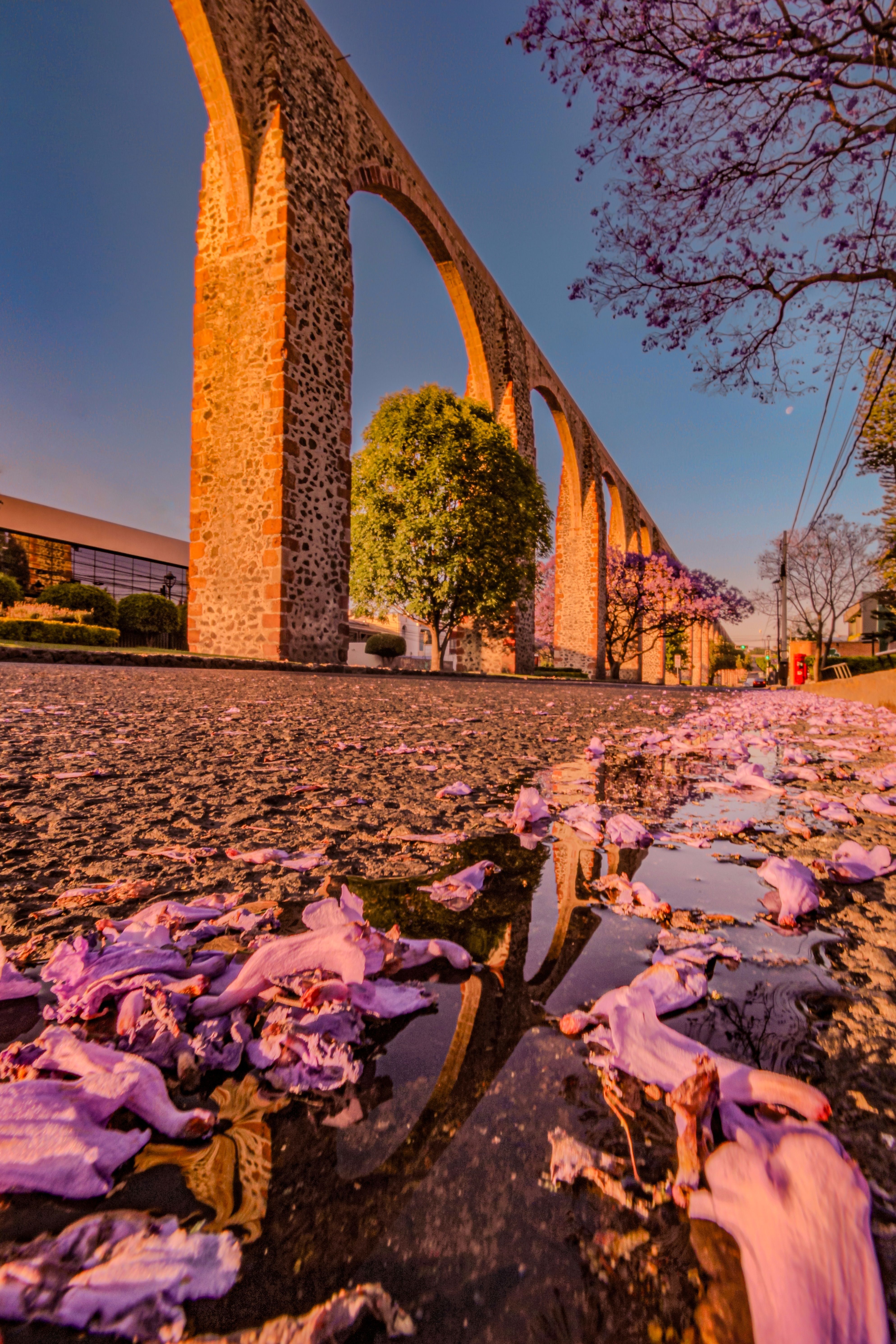 Santiago de Querétaro Aqueduct in Spring Bloom · Free Stock Photo
