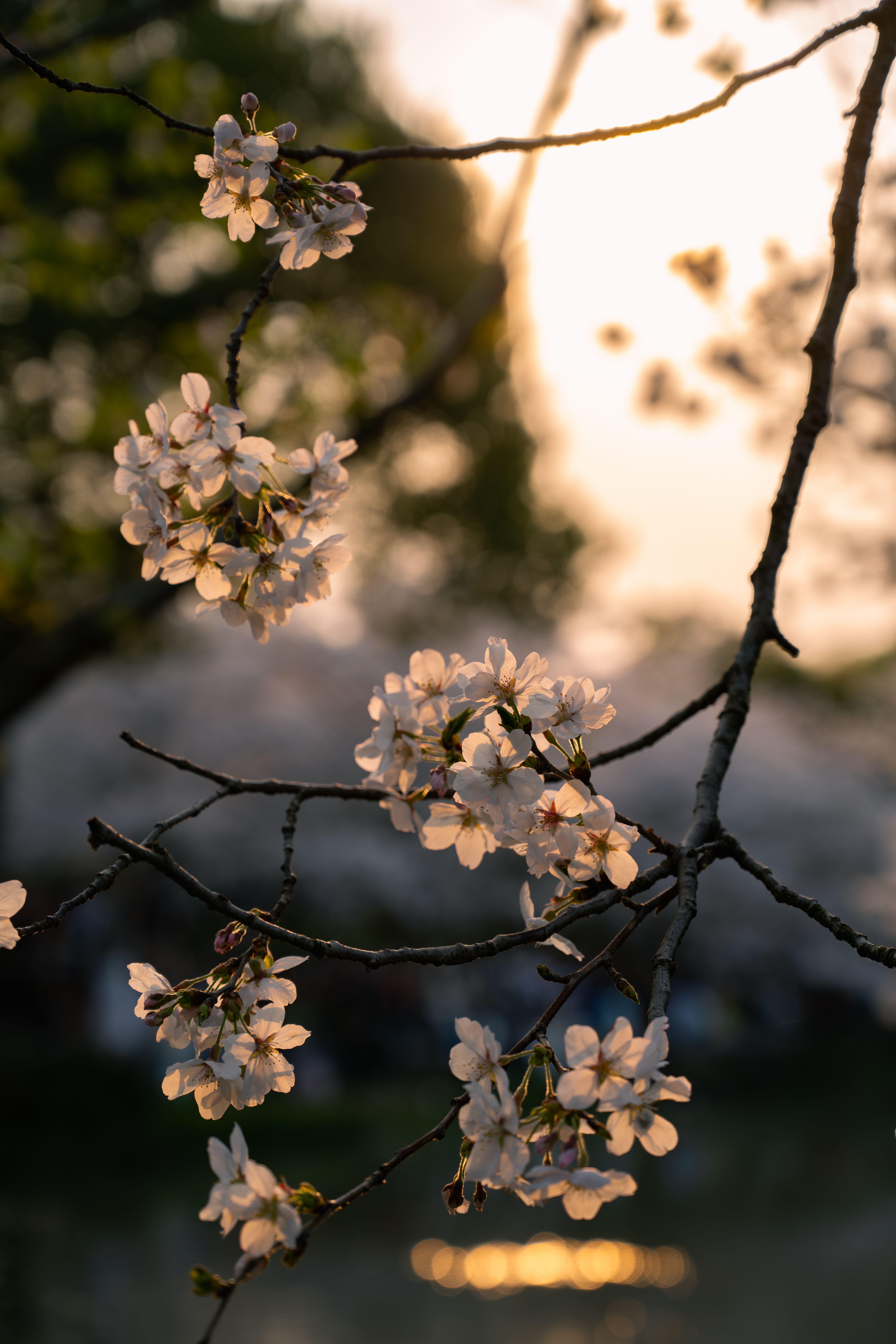Spring Equinox Sunset Photos, Download The BEST Free Spring Equinox ...