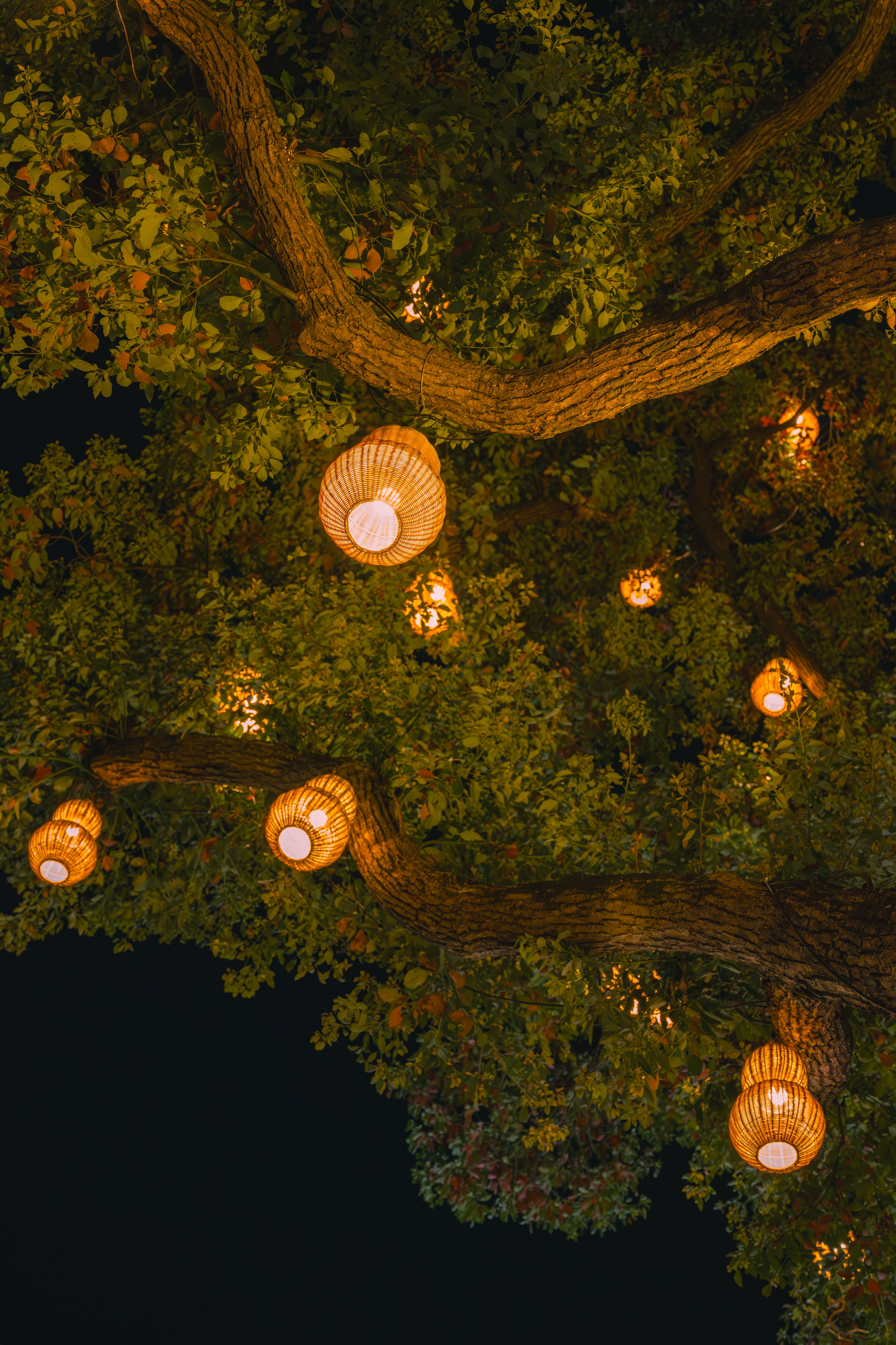 Illuminated Paper Lanterns Hanging on Tree Branches at Night · Free ...
