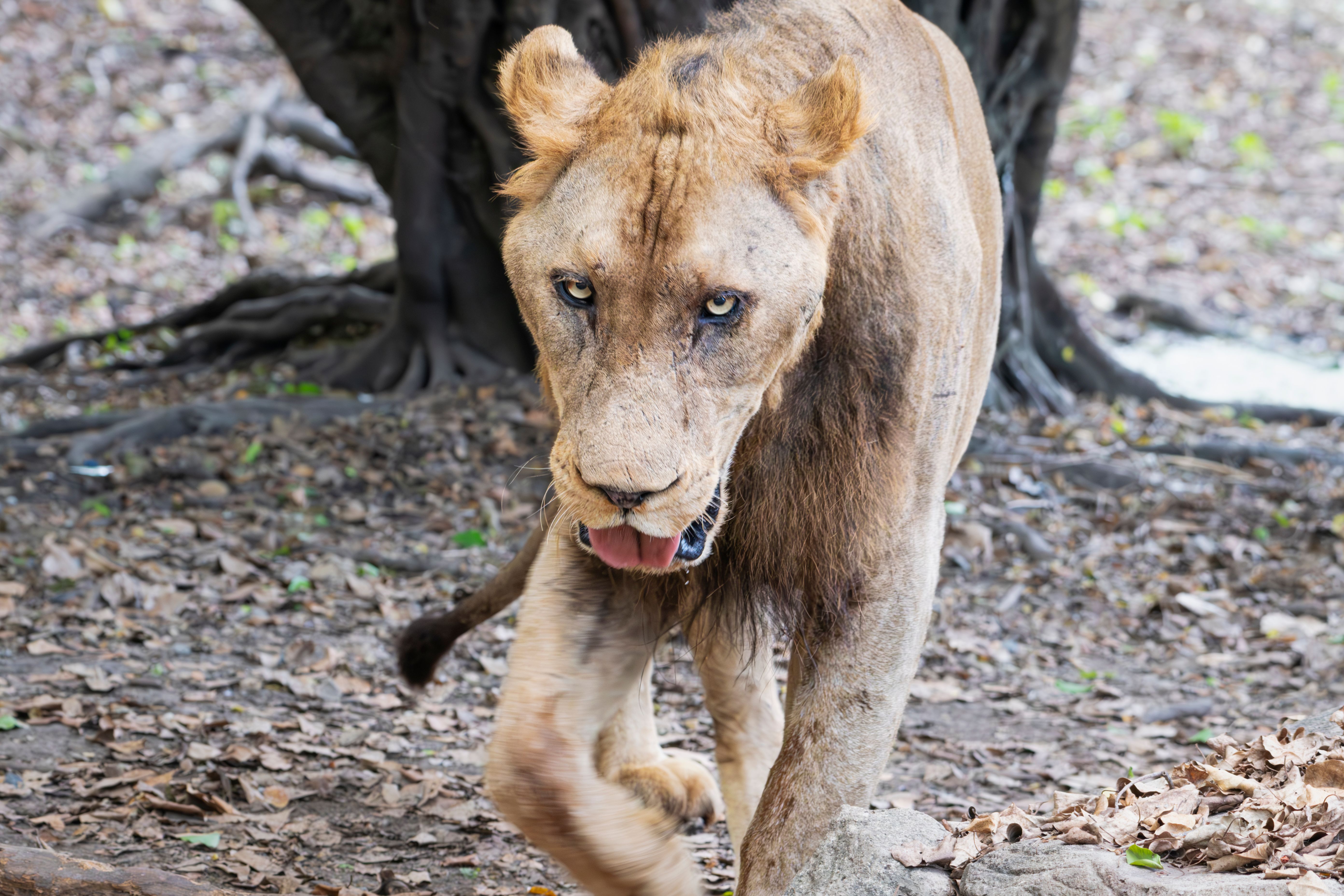 Close-Up of African Lion in Natural Habitat · Free Stock Photo