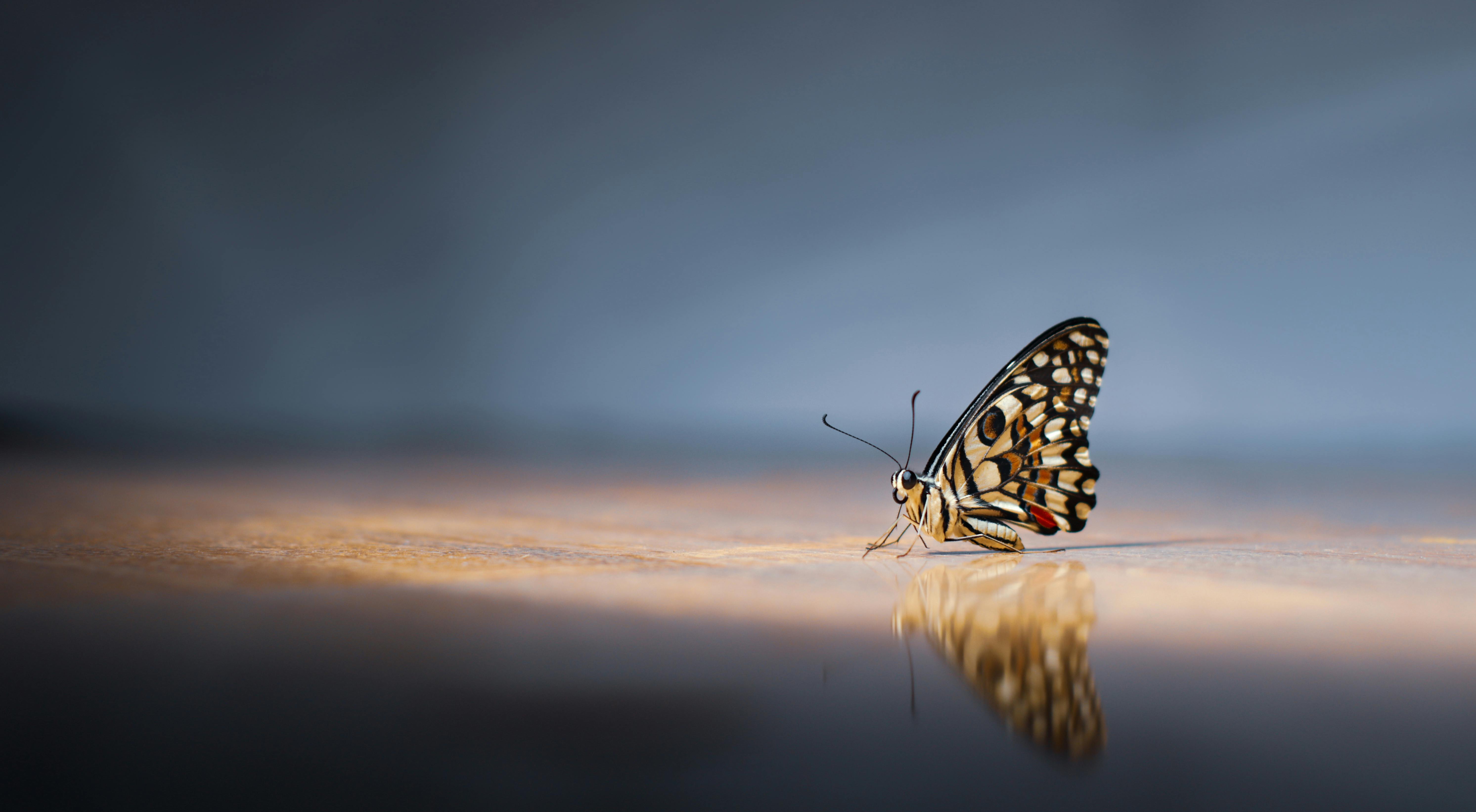 Close-up of Beautiful Butterfly on Reflective Surface · Free Stock Photo
