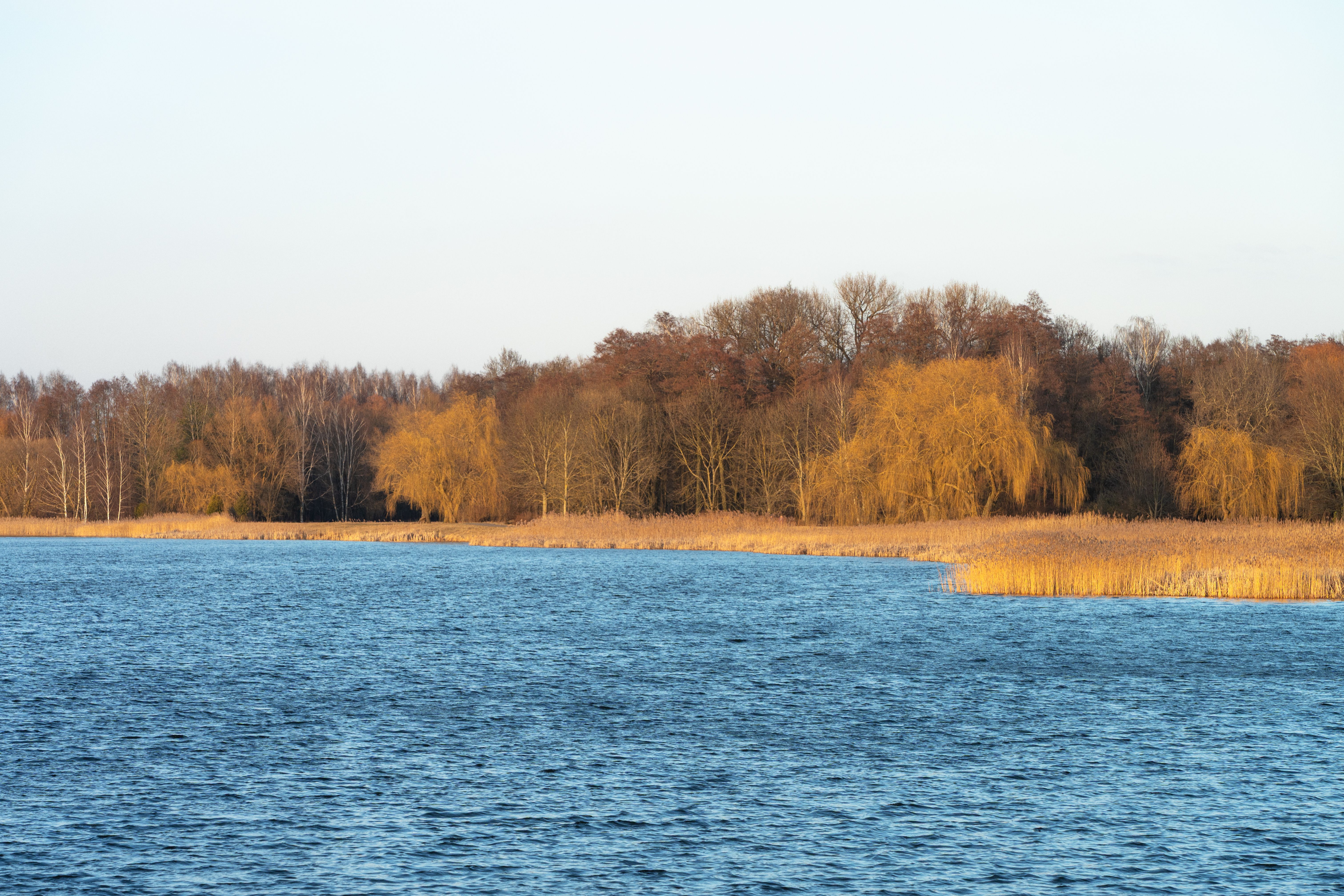 Golden Autumn Landscape at Nesvizh, Belarus · Free Stock Photo