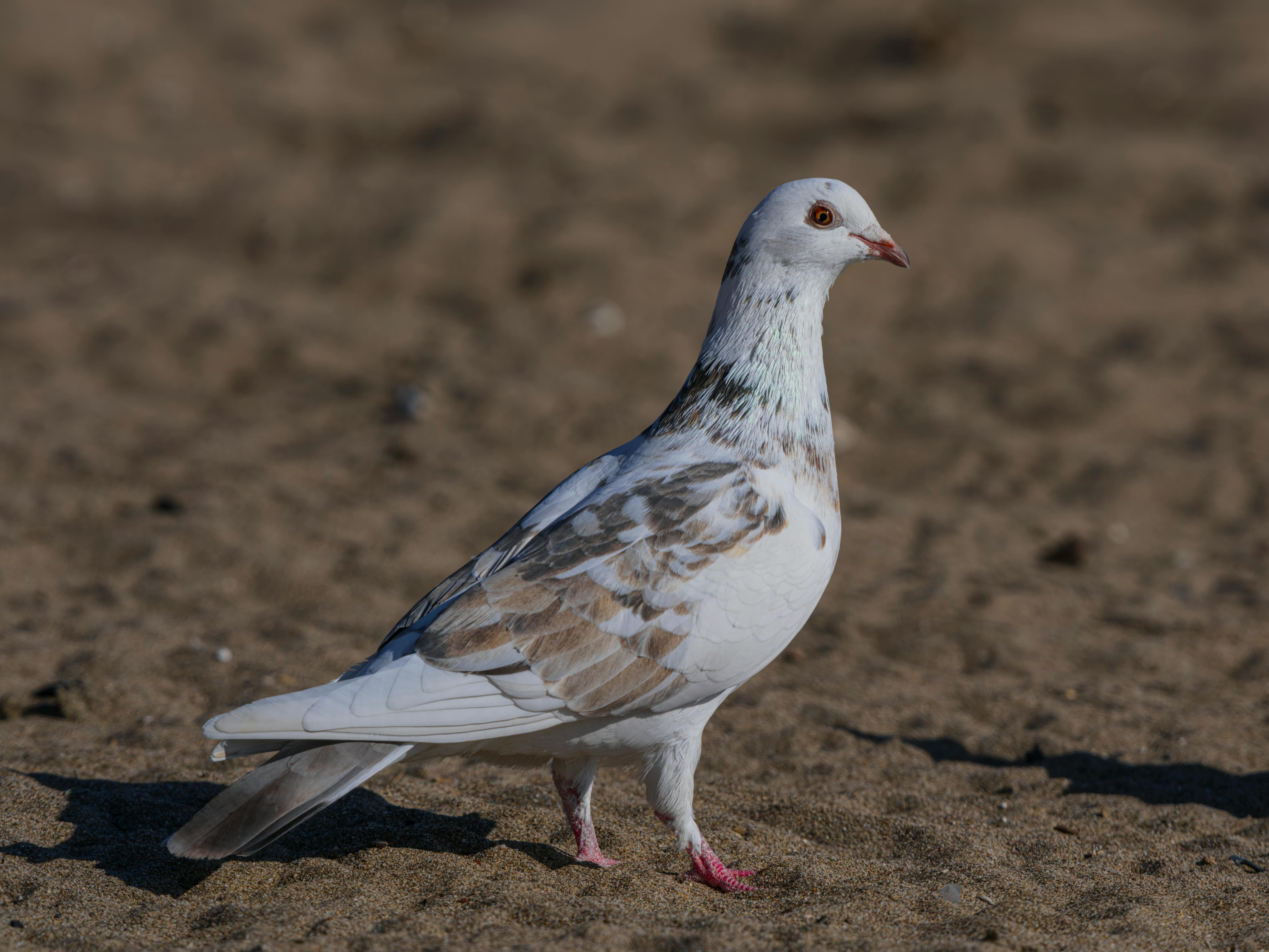 Pigeon Close Up Photos, Download The BEST Free Pigeon Close Up Stock ...