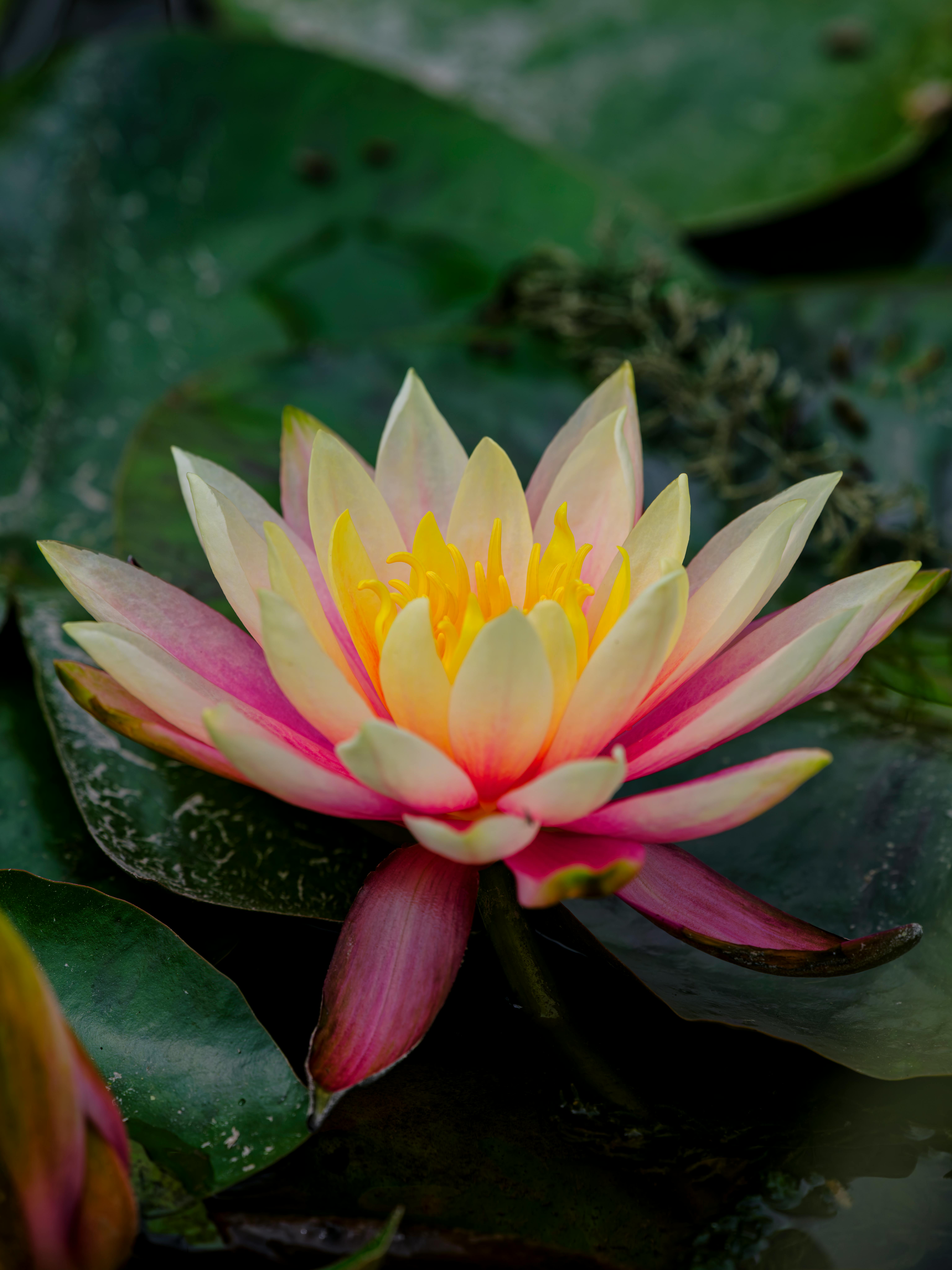 Selective Focus Photography of Pink Flower · Free Stock Photo