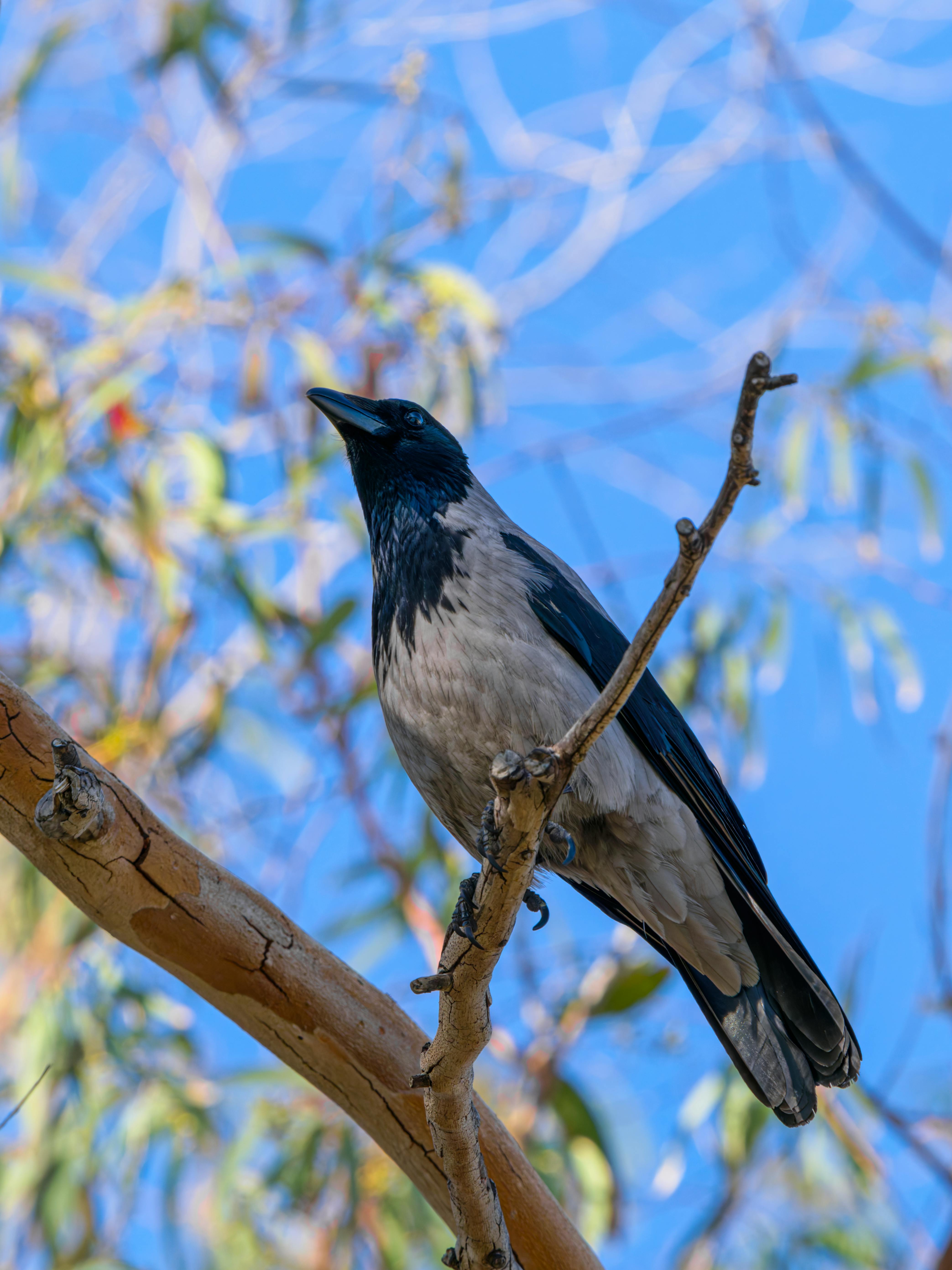 Close-up of an African Pied Crow on Branch · Free Stock Photo