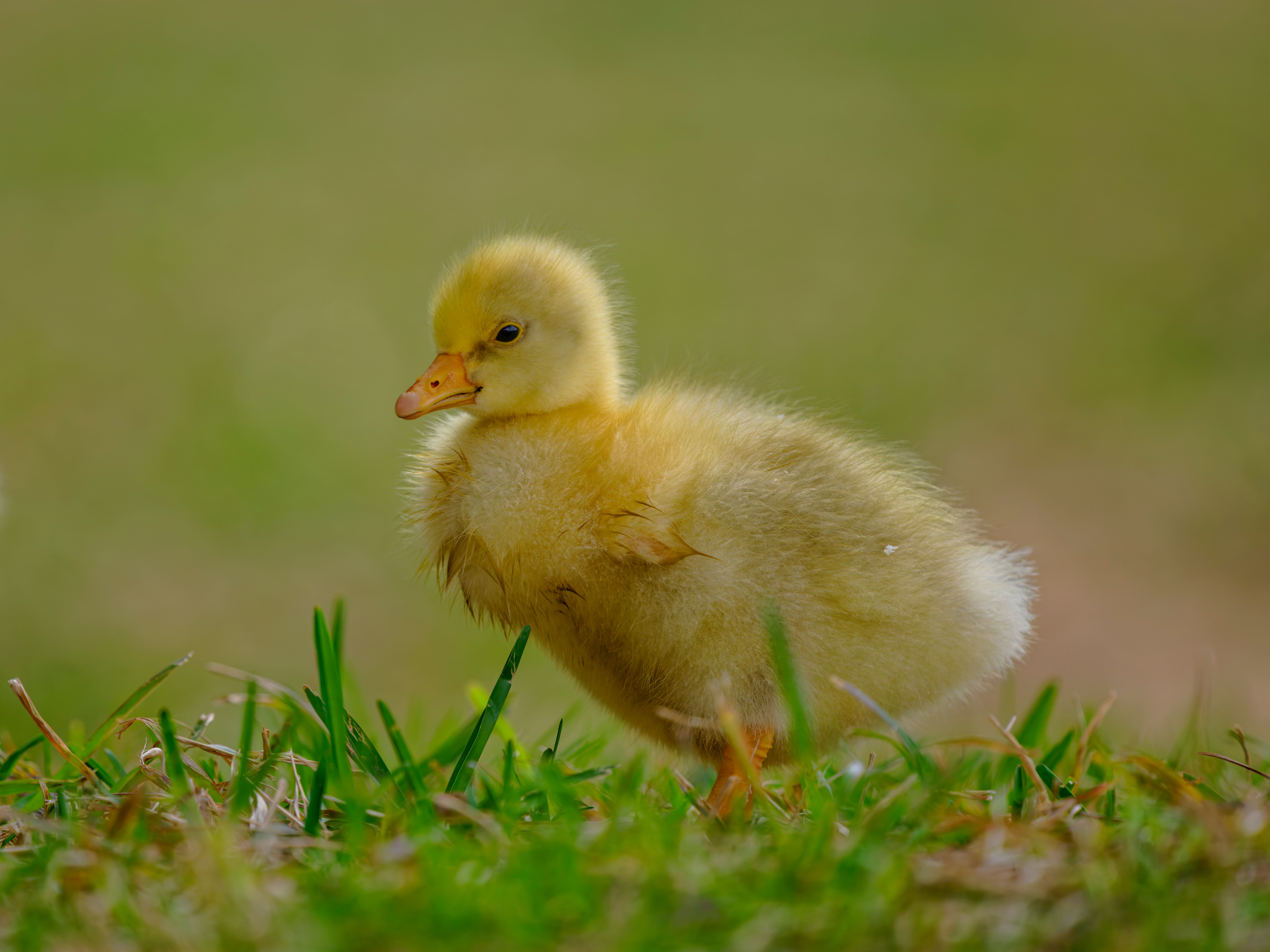 Cute Fluffy Duckling on Spring Grass · Free Stock Photo