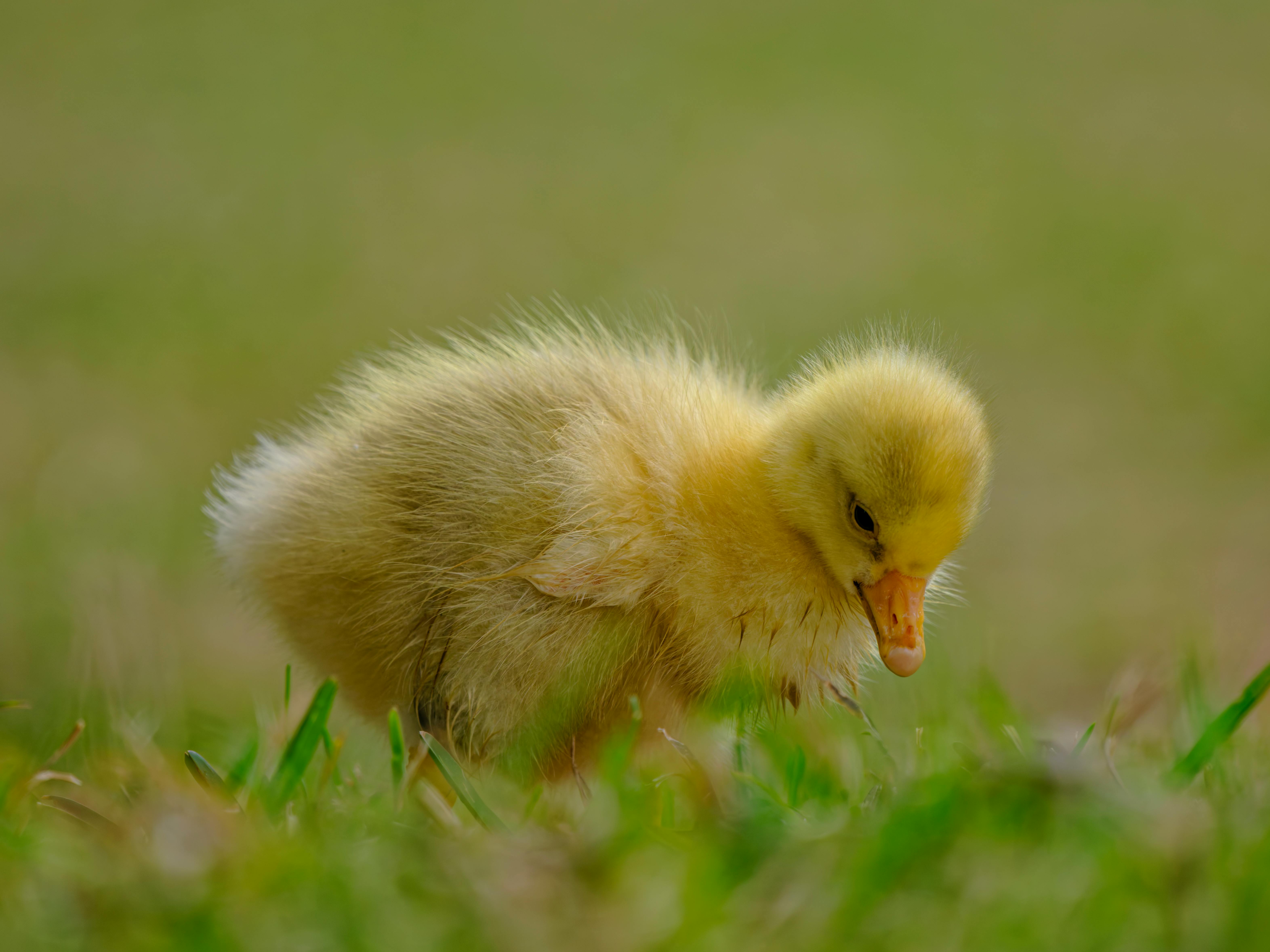 Adorable Yellow Duckling Exploring the Grass · Free Stock Photo