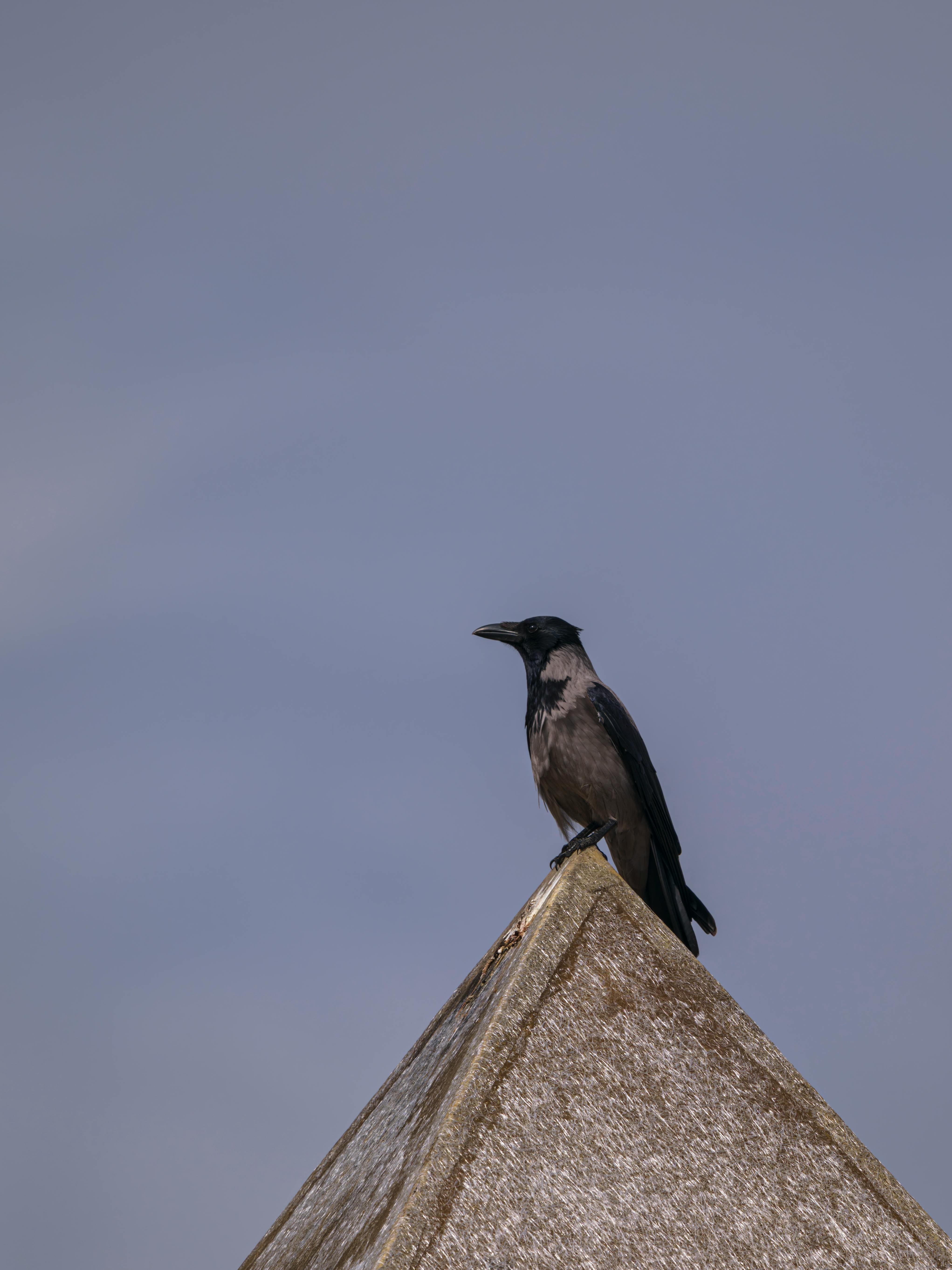 Crow Turning Head Photos, Download The BEST Free Crow Turning Head ...