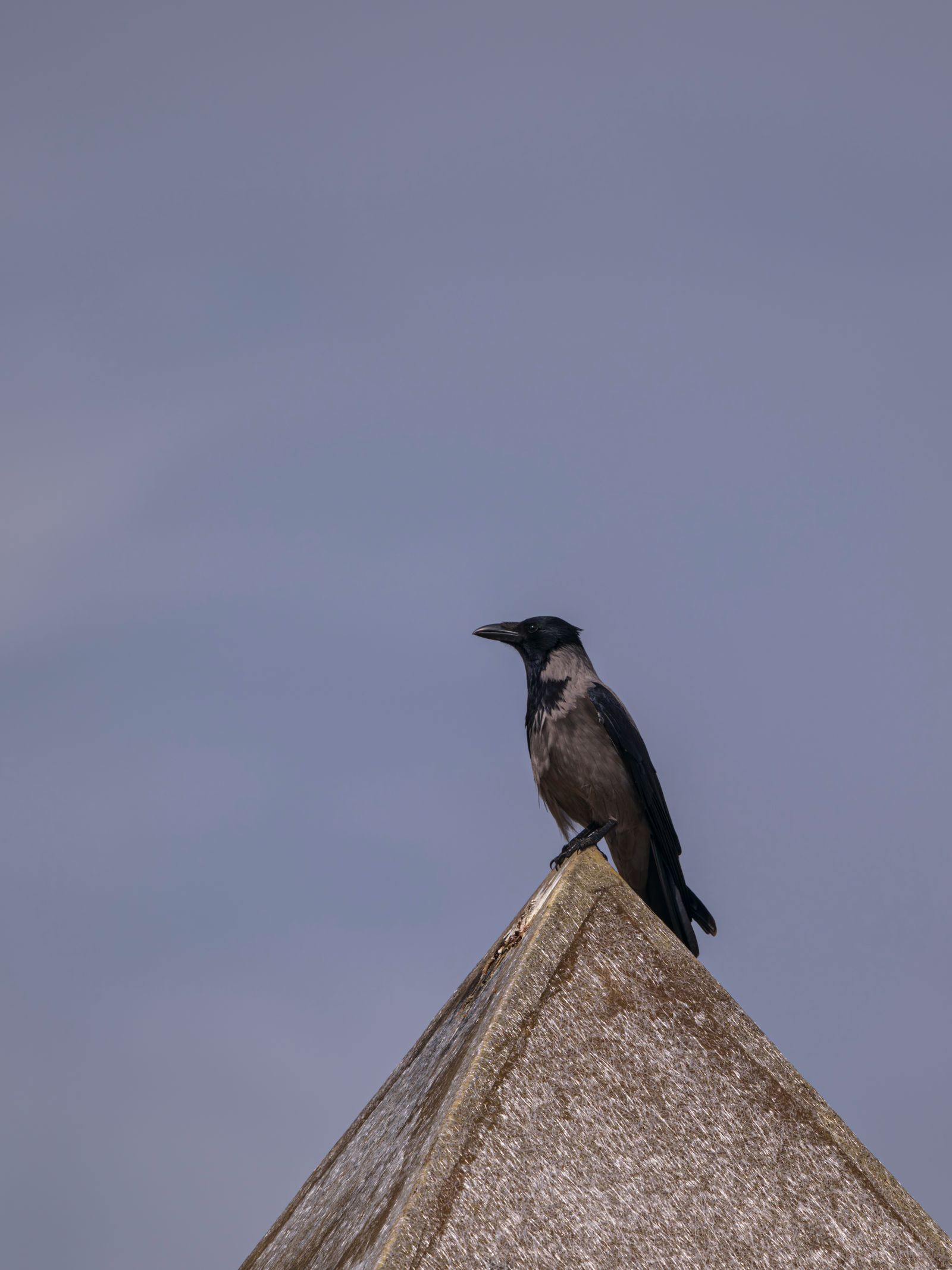 Raven Bird Photos, Download The BEST Free Raven Bird Stock Photos & HD ...