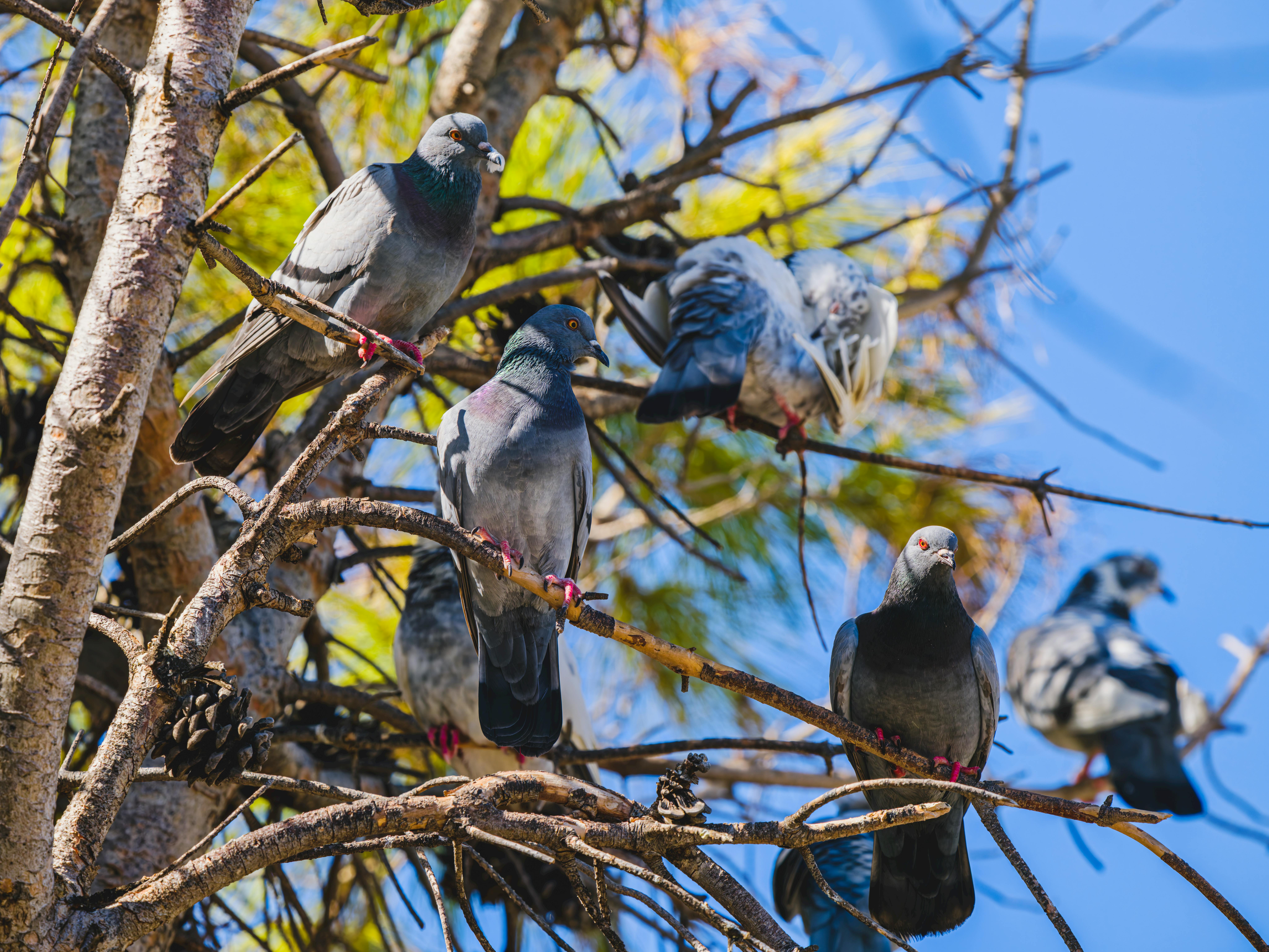 Pigeons Perched on Tree Branch in Urban Park · Free Stock Photo