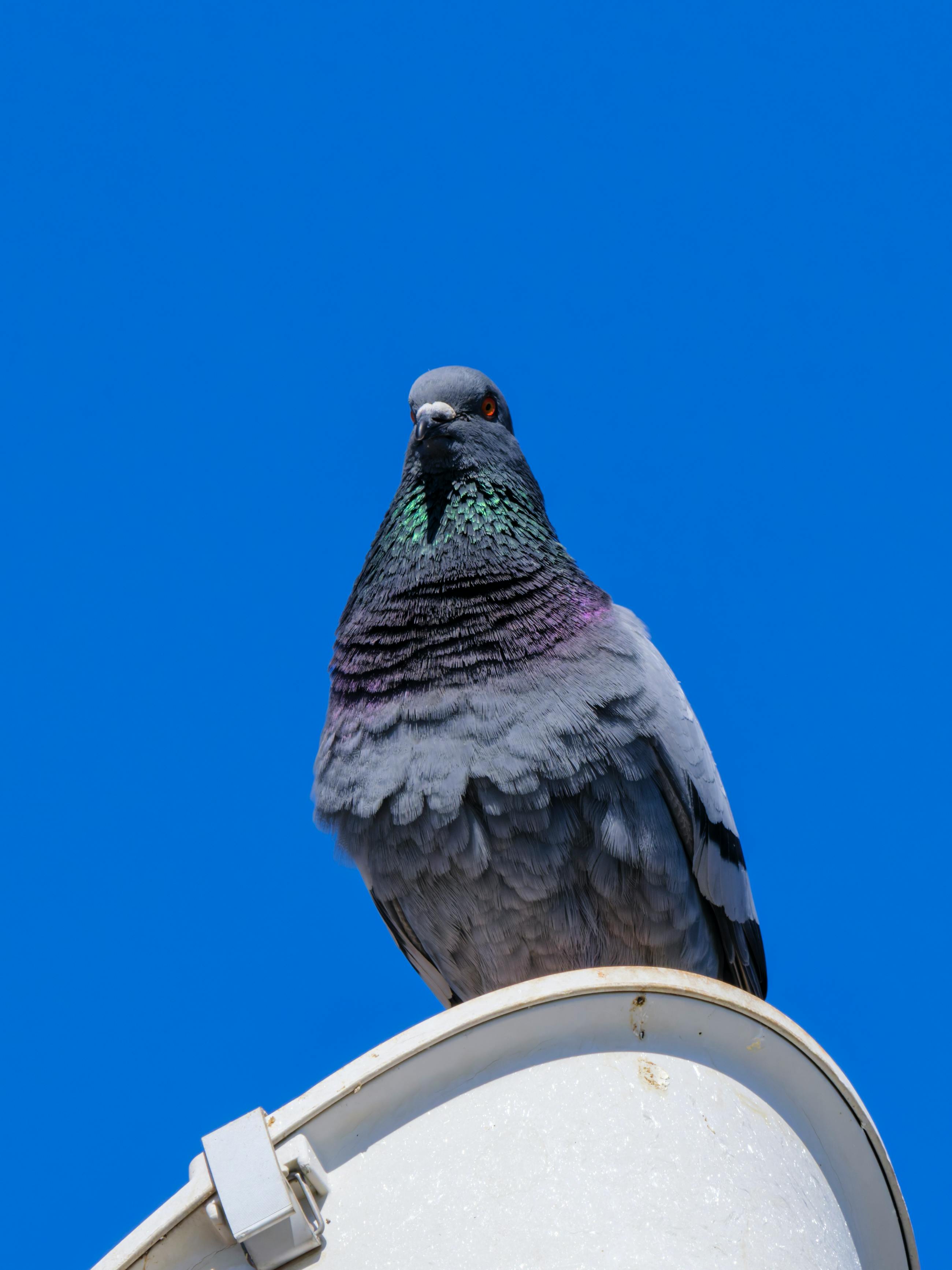 Close-up of Pigeon Perched on Urban Structure · Free Stock Photo