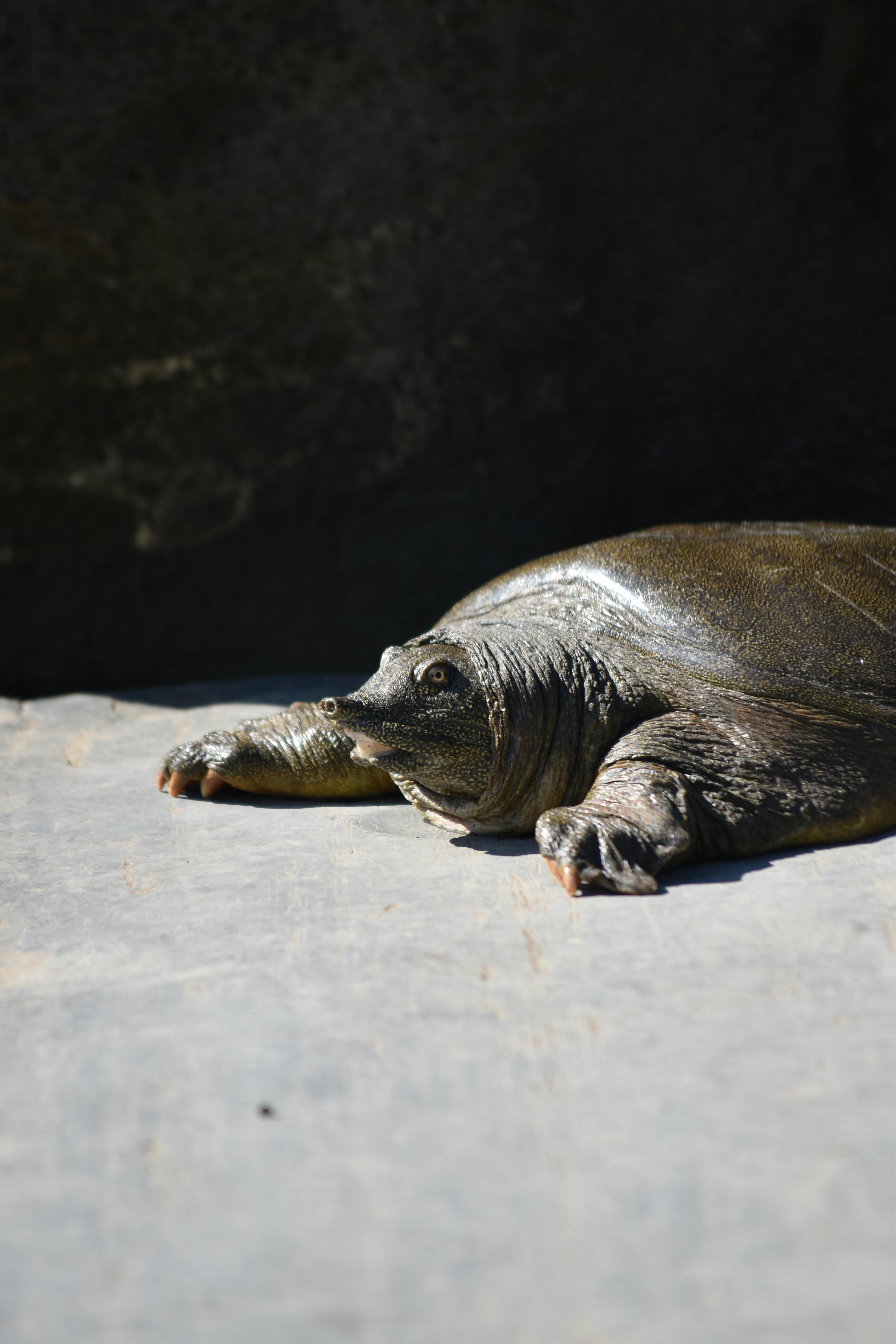 Freshwater Turtle Basking in the Sunlight · Free Stock Photo