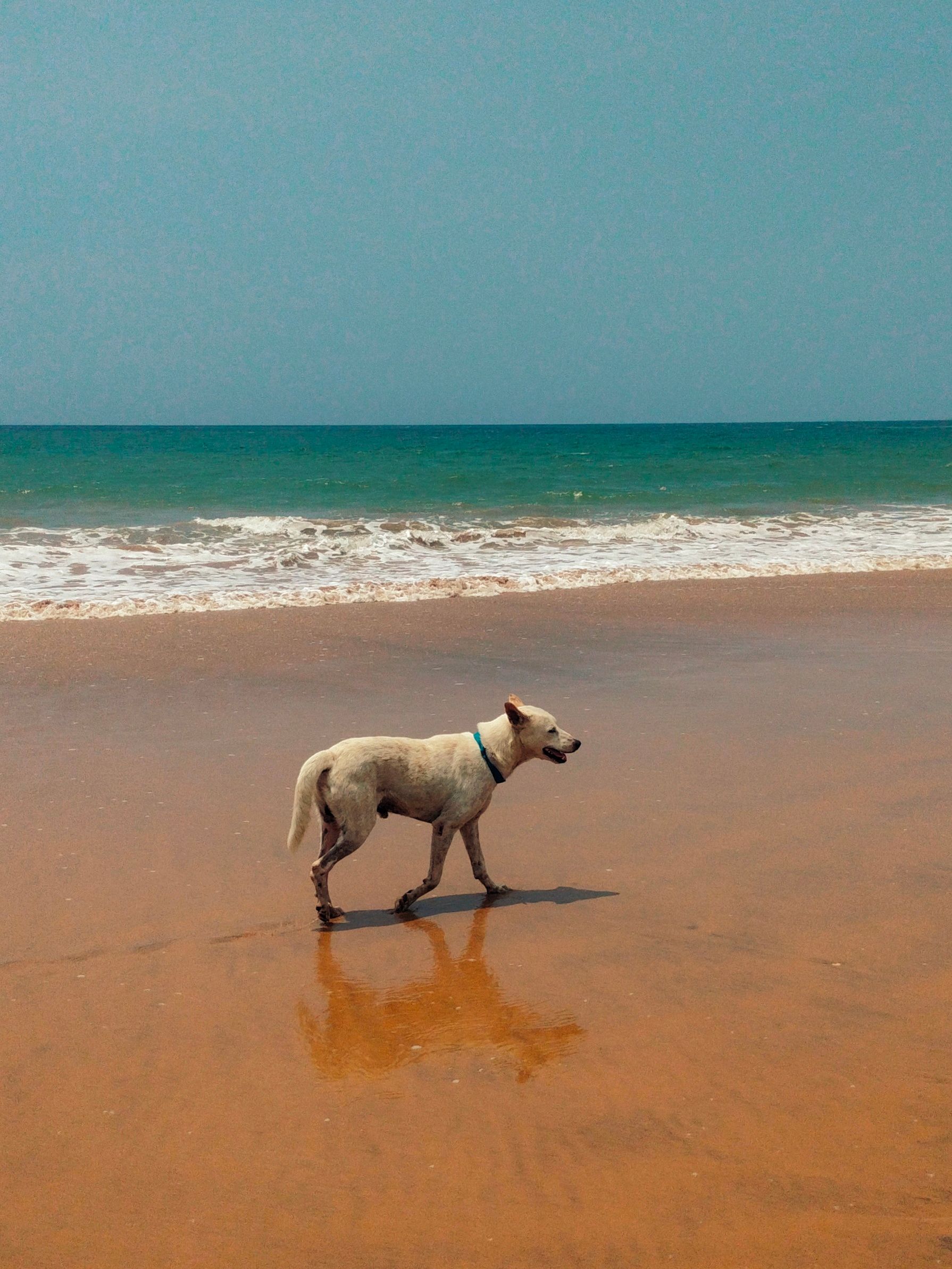 Dog Walking Along Tranquil Beach Shoreline · Free Stock Photo