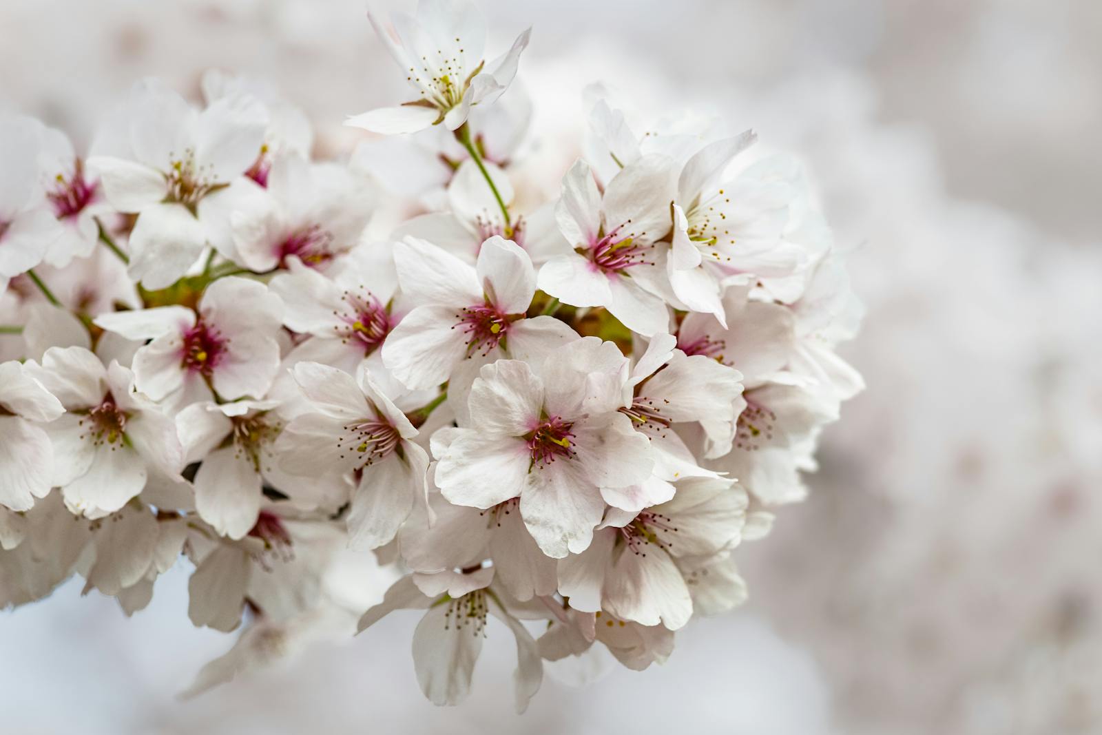 Cherry Blossom Tree 4k Wallpaper Photos, Download The BEST Free Cherry ...