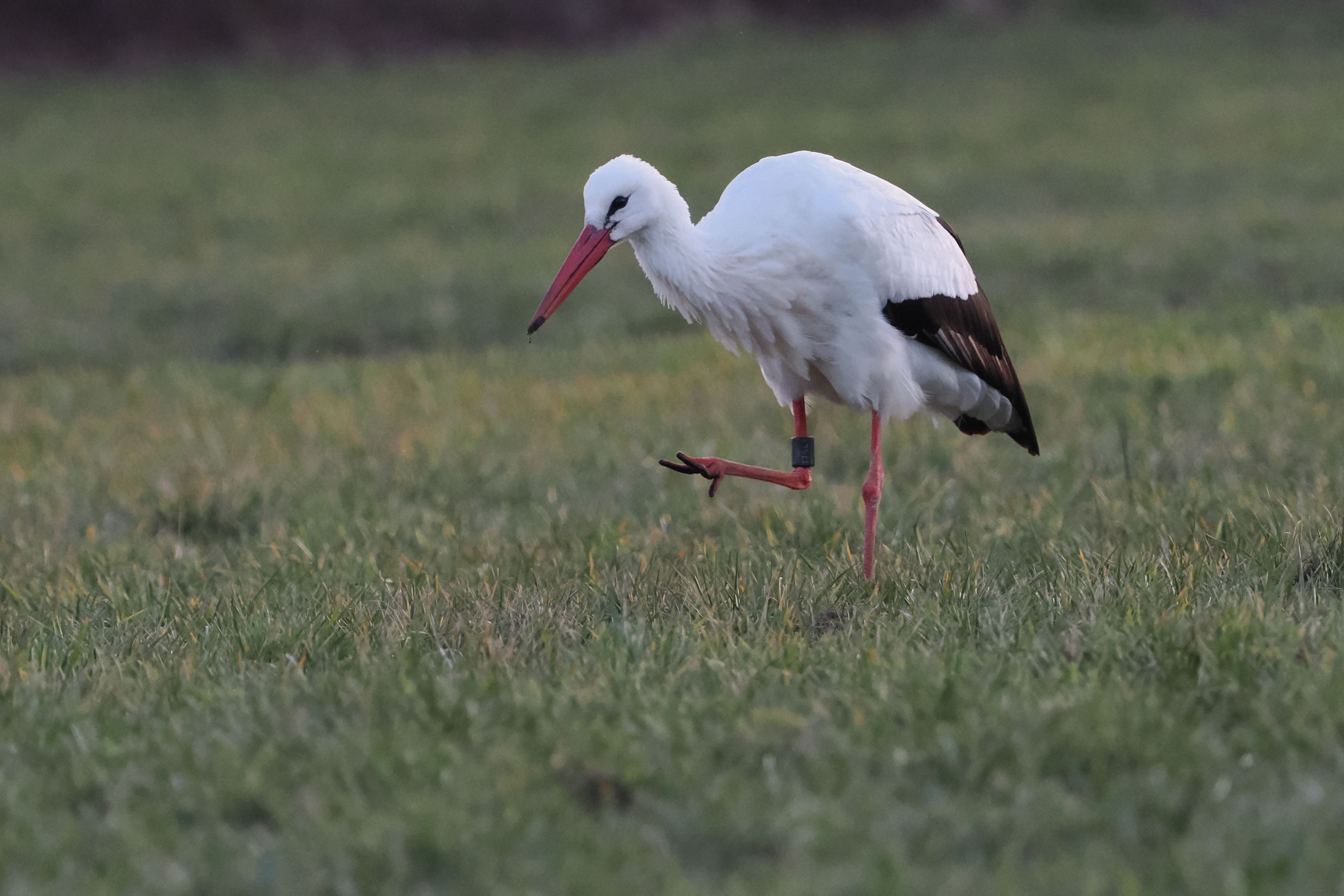 White Stork Walking Gracefully on Green Meadow · Free Stock Photo