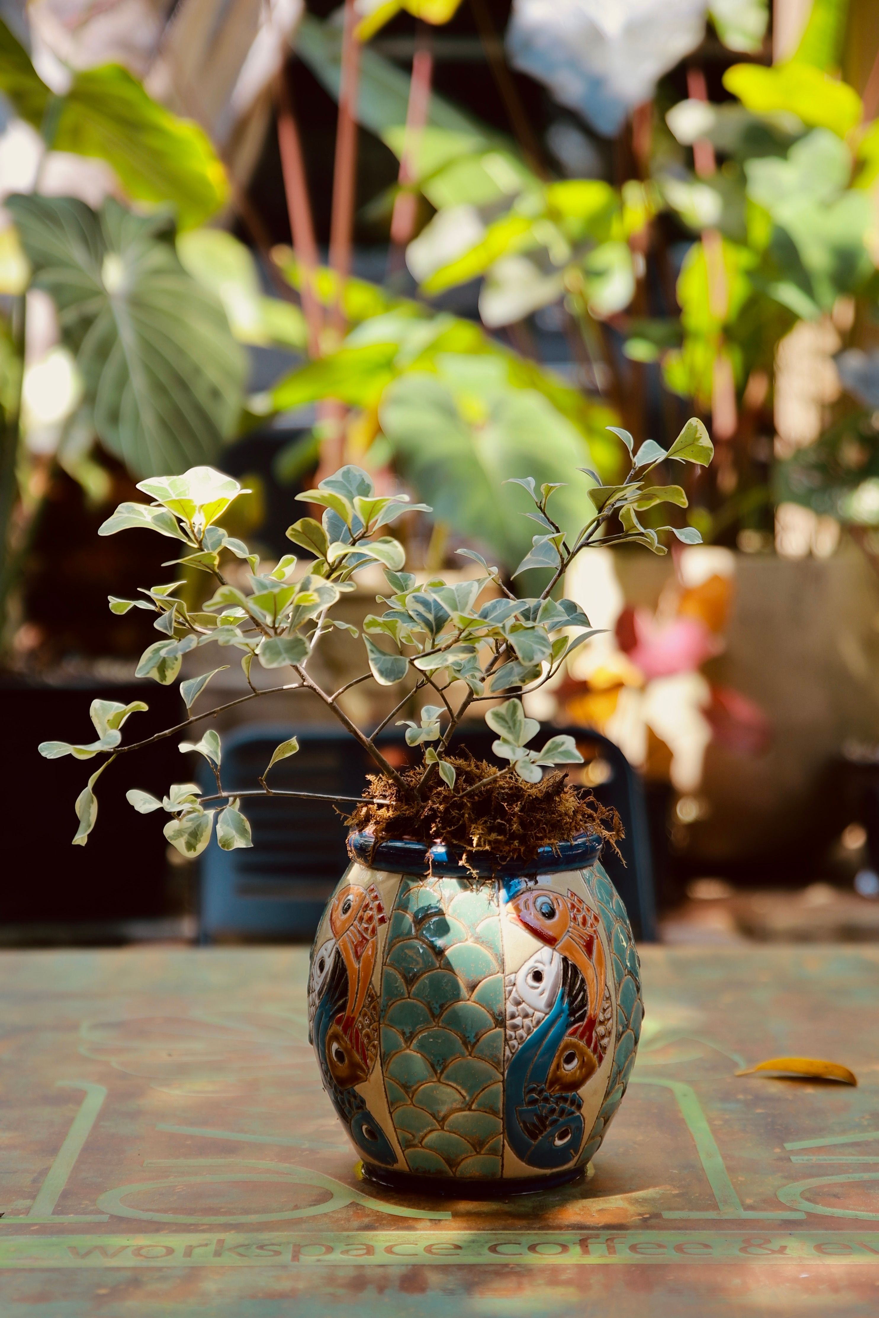 Vibrant Foliage in Artistic Ceramic Pot · Free Stock Photo
