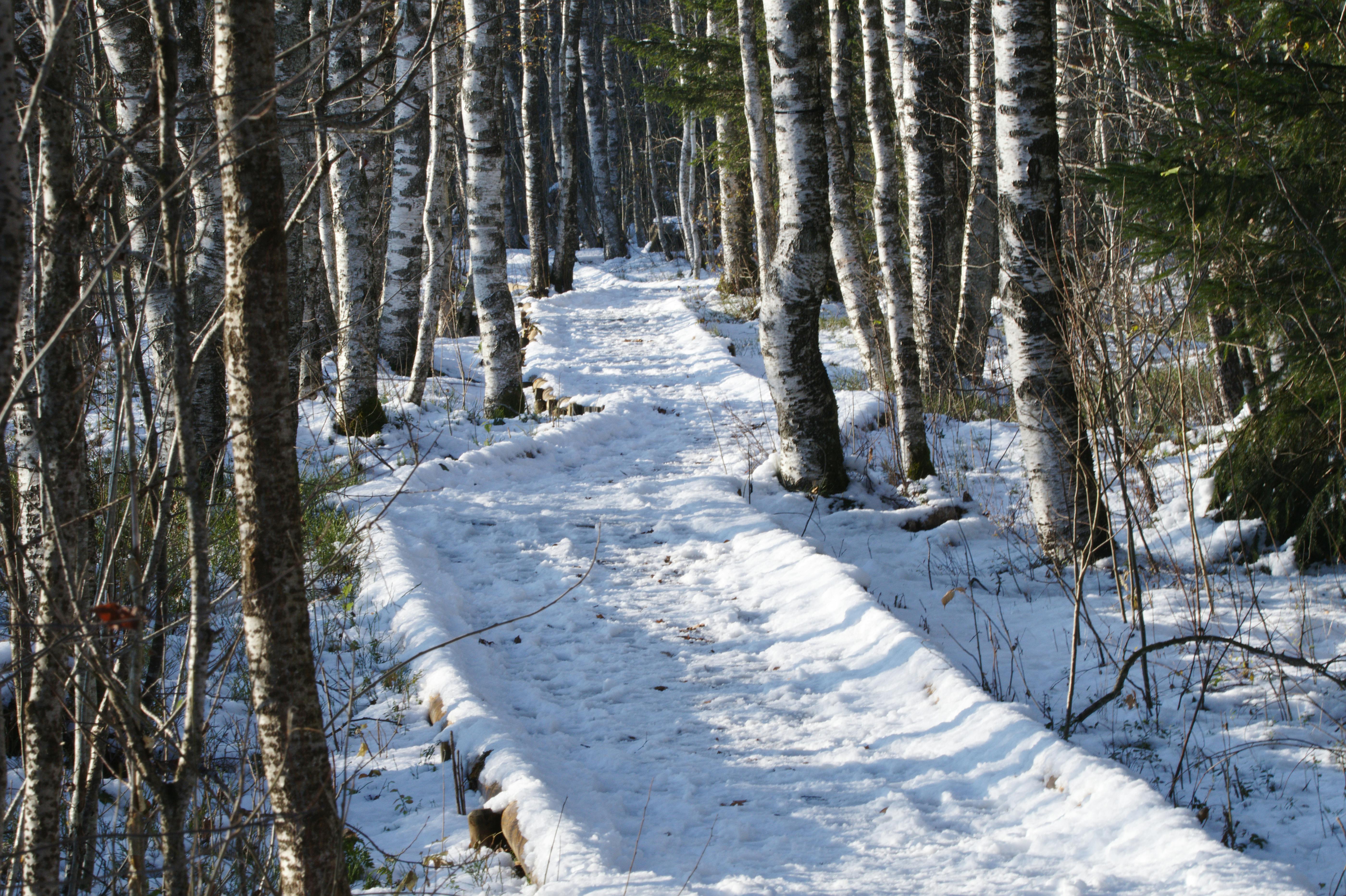 Winter Path Through Snowy Birch Forest · Free Stock Photo