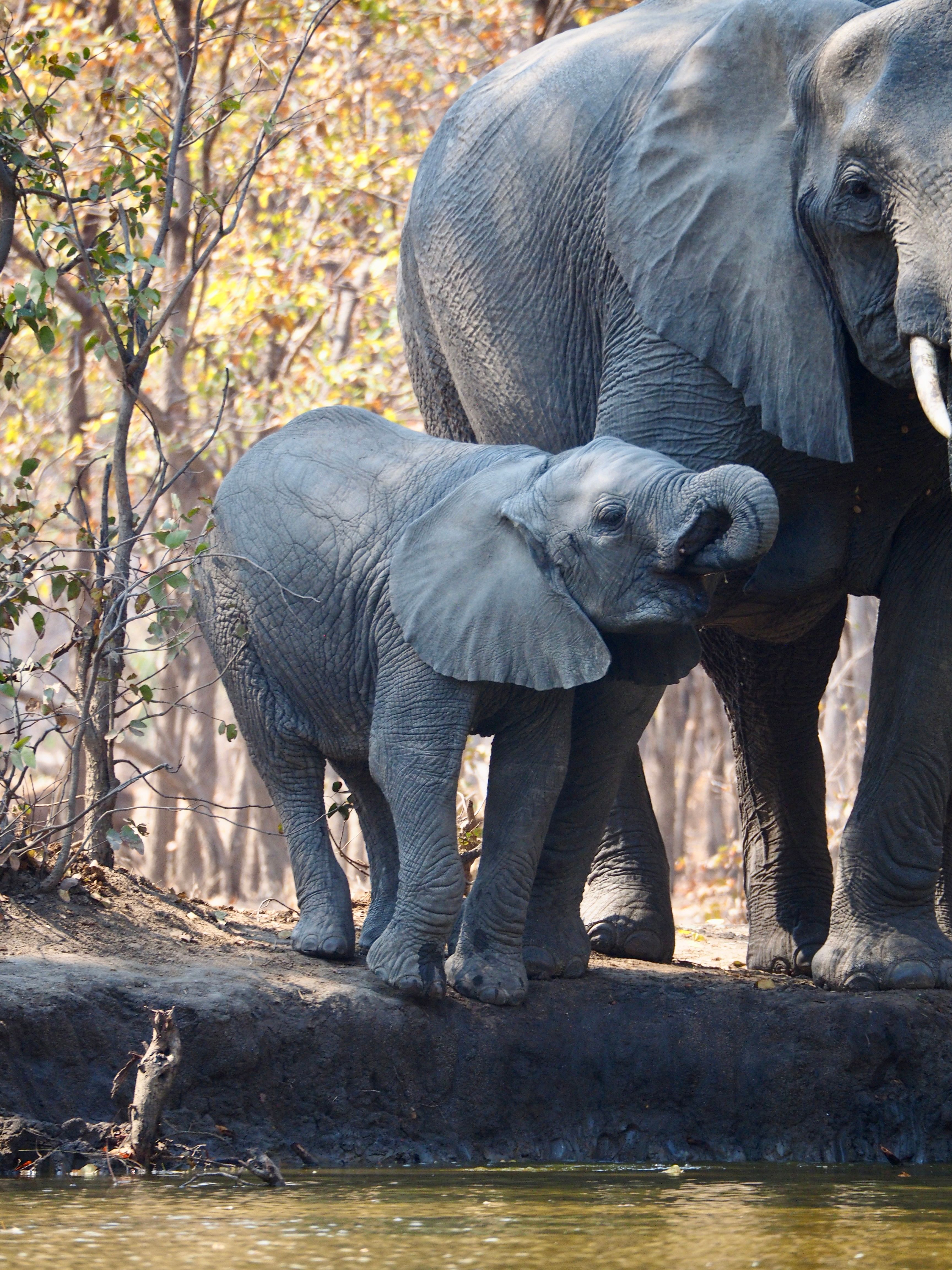 Mother and Baby Elephants in Natural Habitat · Free Stock Photo