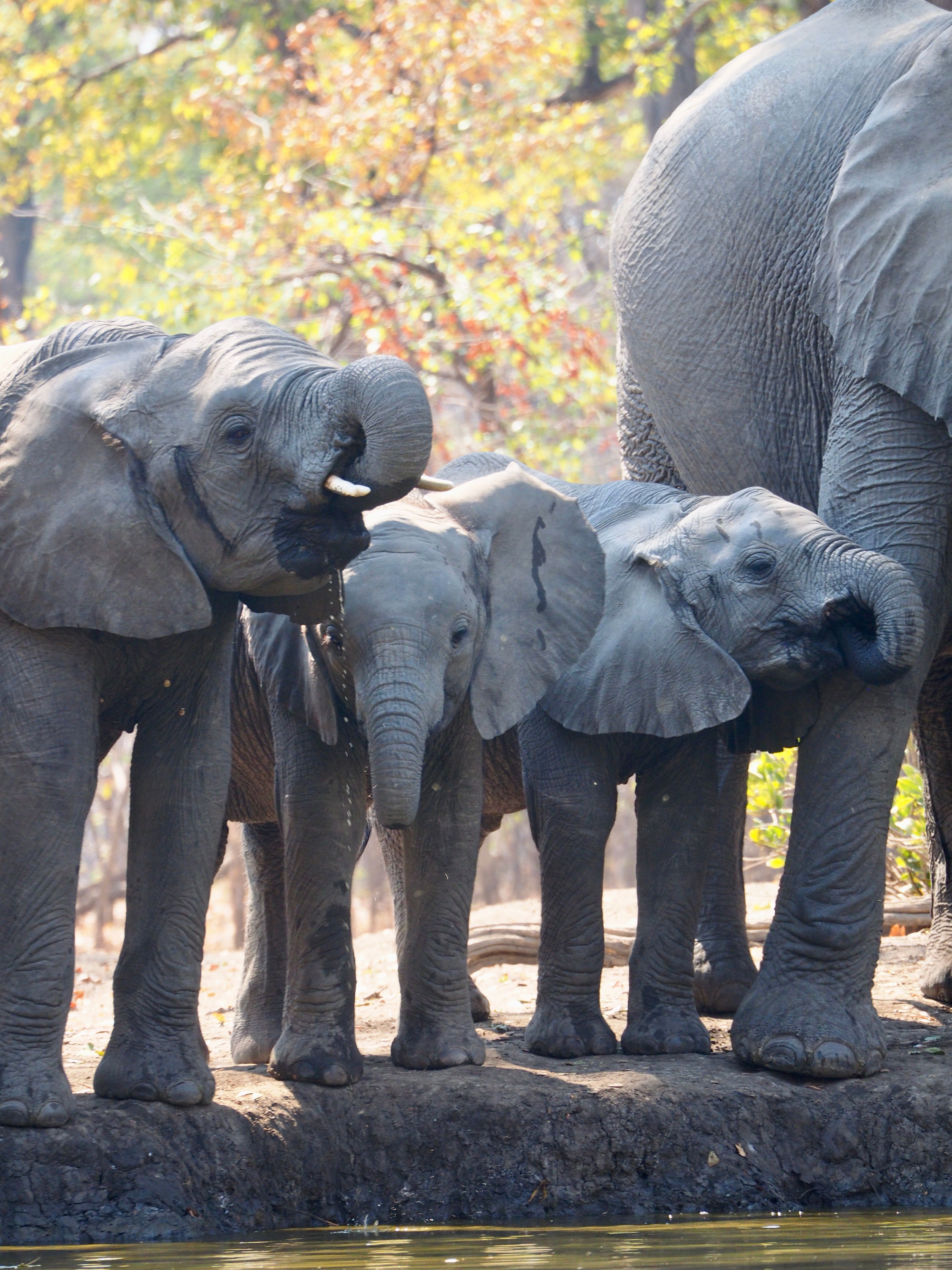 Family of Elephants by Water in the Wild · Free Stock Photo