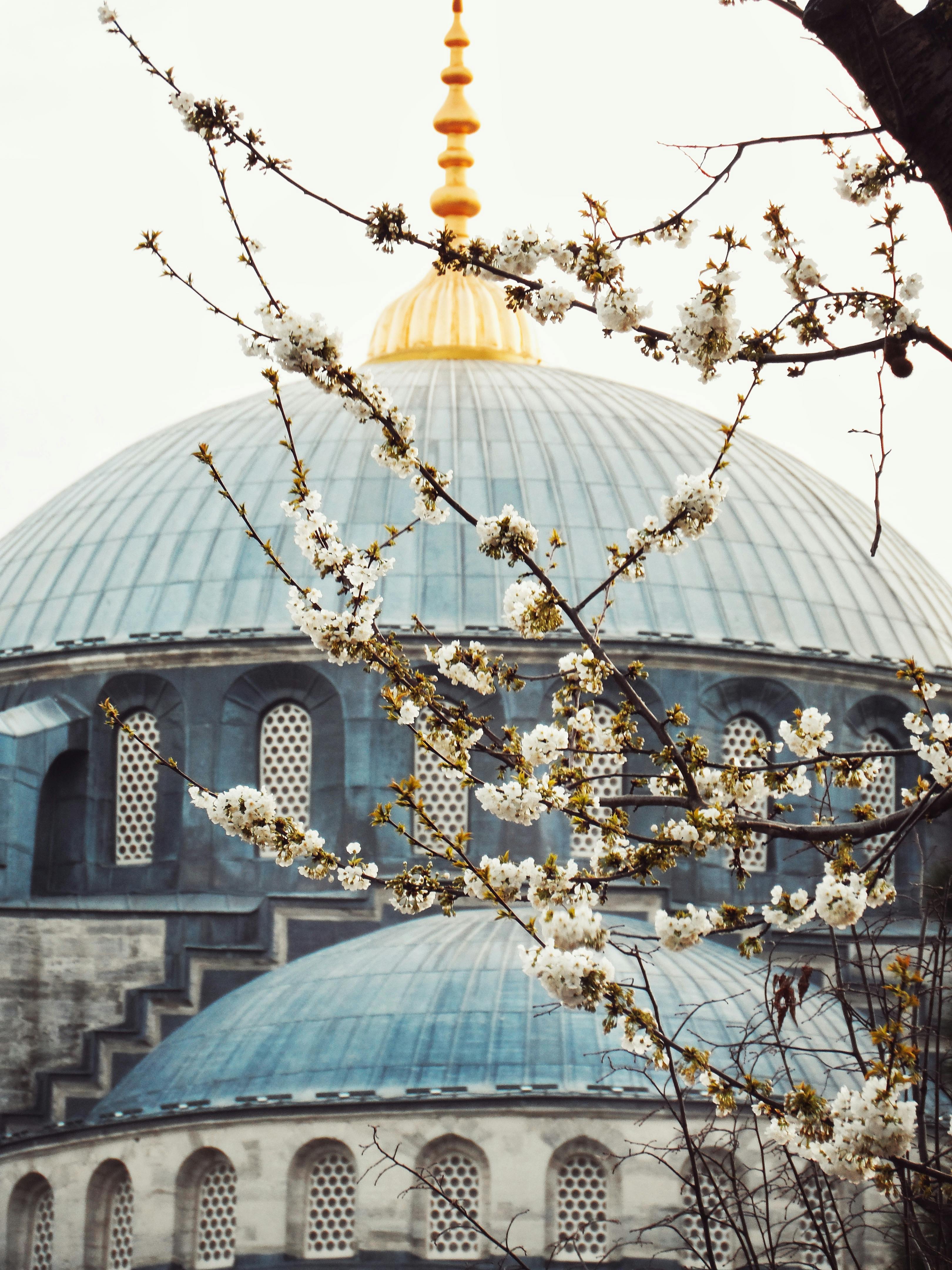 Spring Blossoms Framing Historic Dome · Free Stock Photo